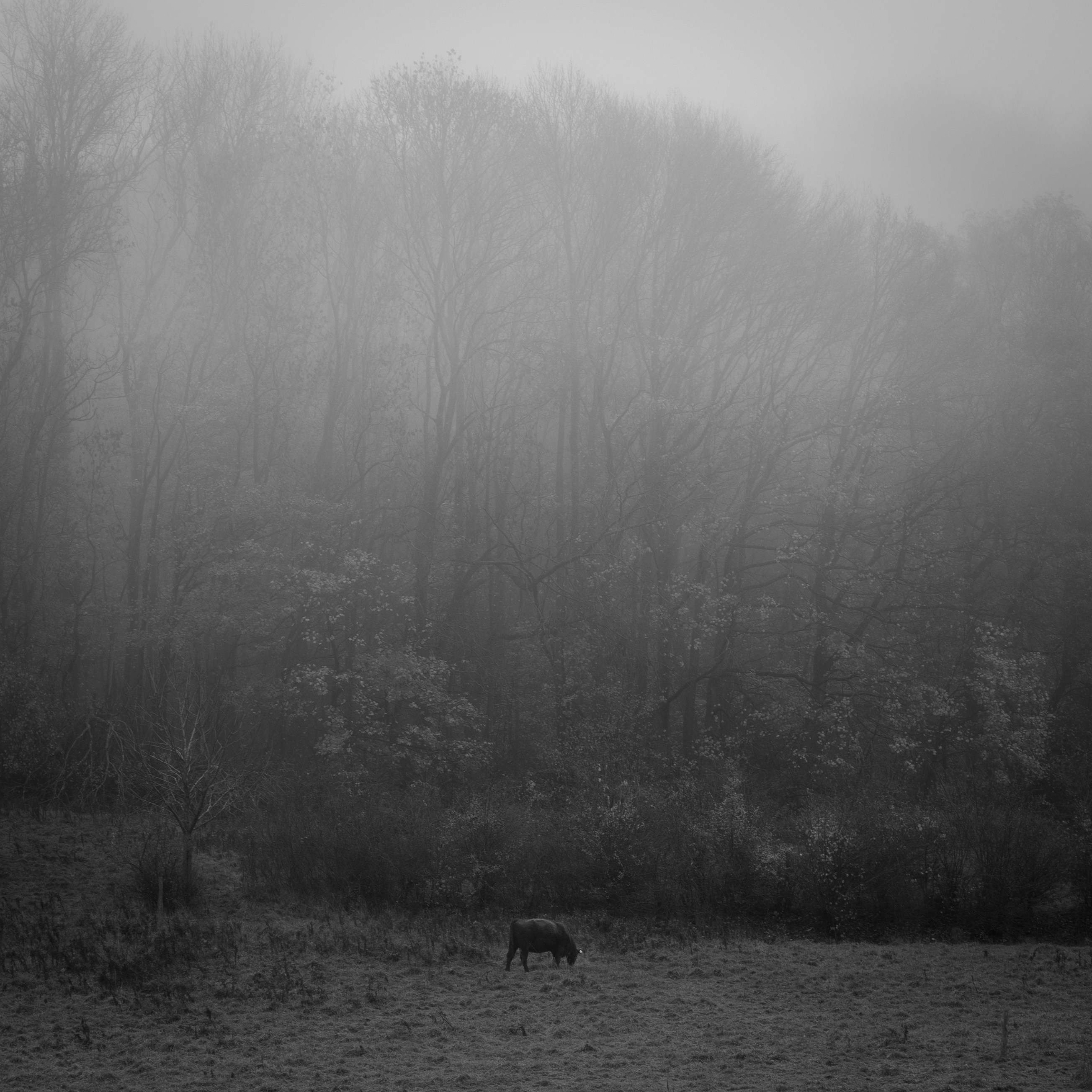 Fog-Worn Pasture: A solitary grazing silhouette beneath a veiled morning