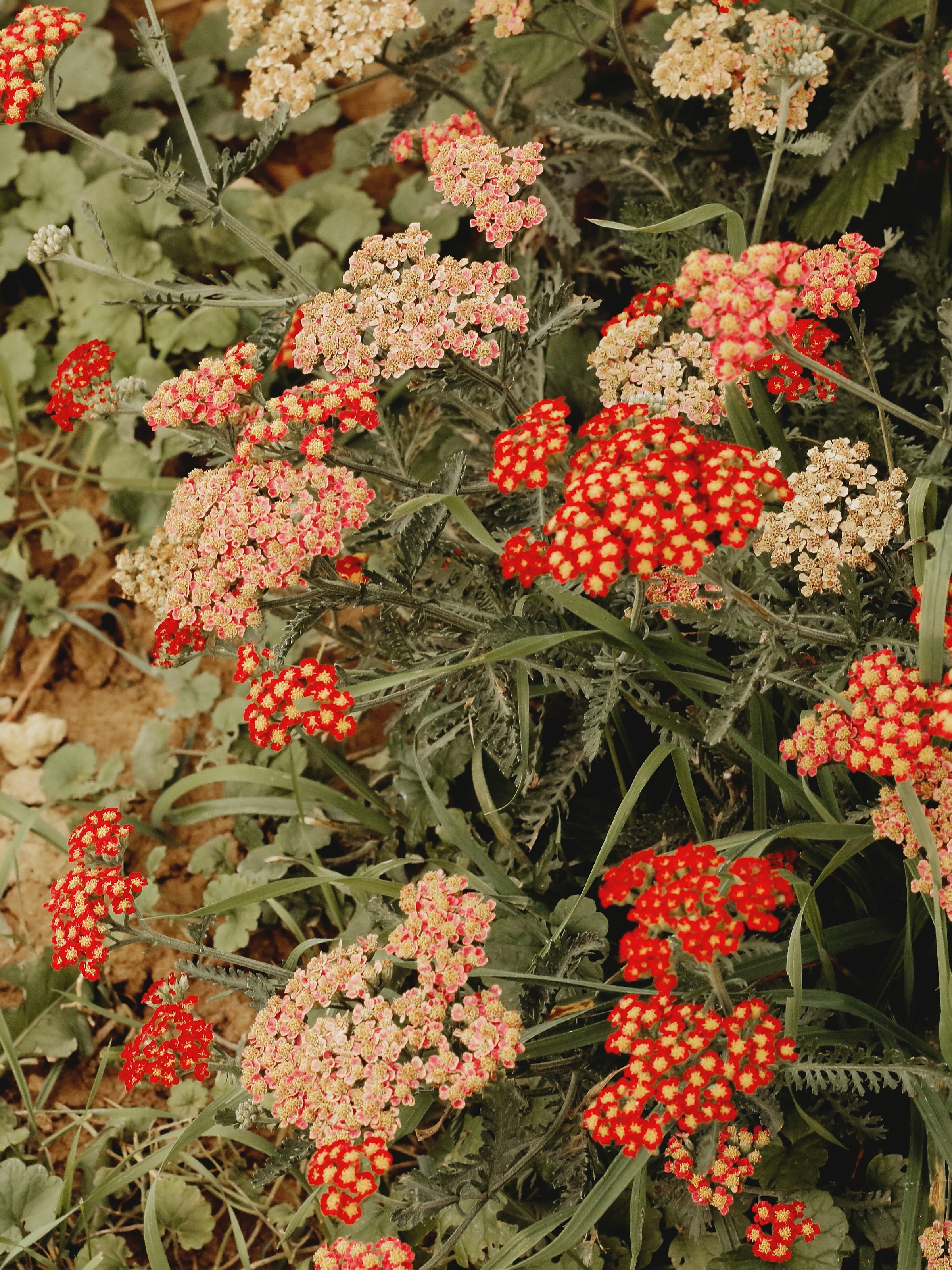 Crimson Yarrow Clusters Weaving Through Peach-Soft Blooms