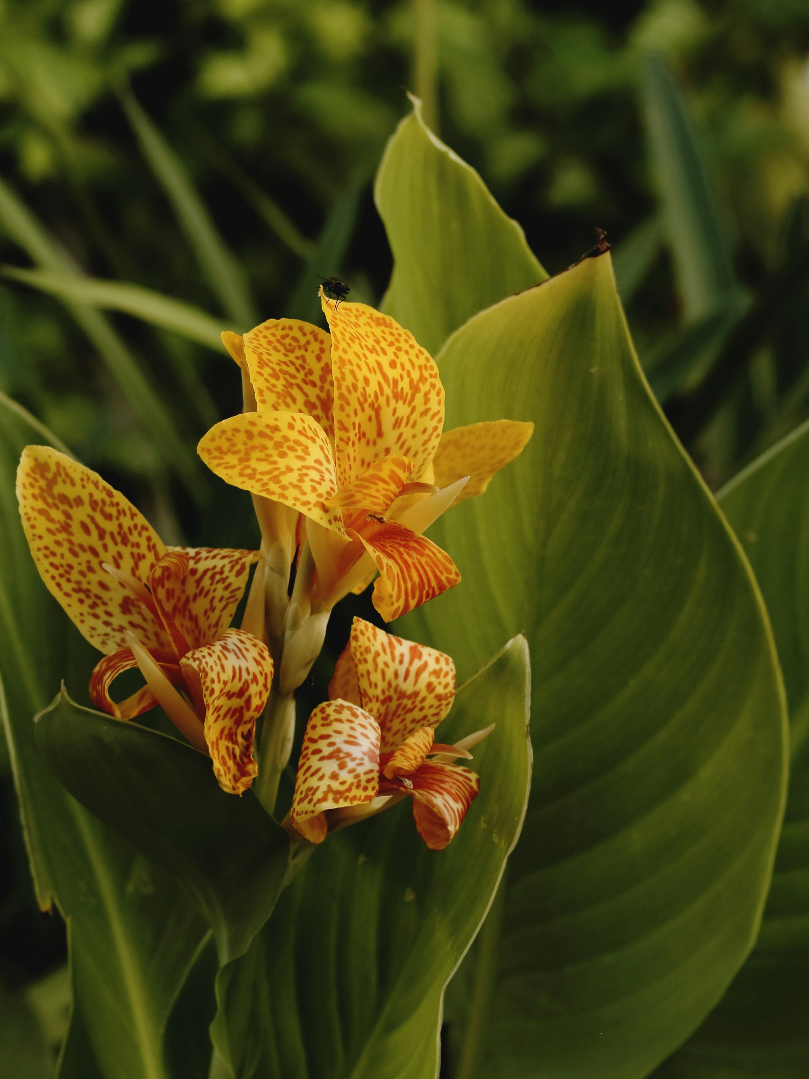 Sunlit Dappled Canna Cluster: Orange Spots Against Velvet Green