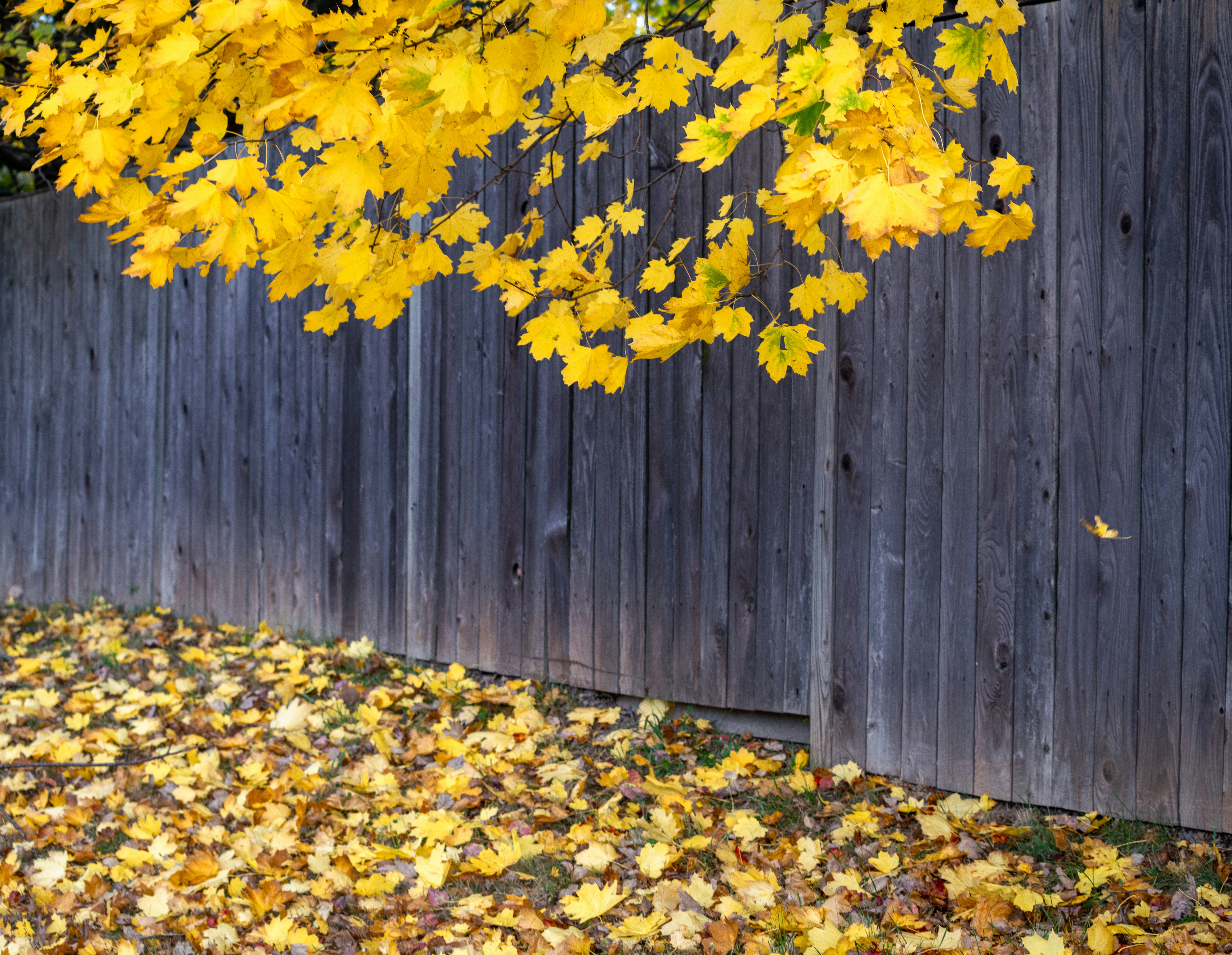 Photo by Srini Somanchi with Nikon D850