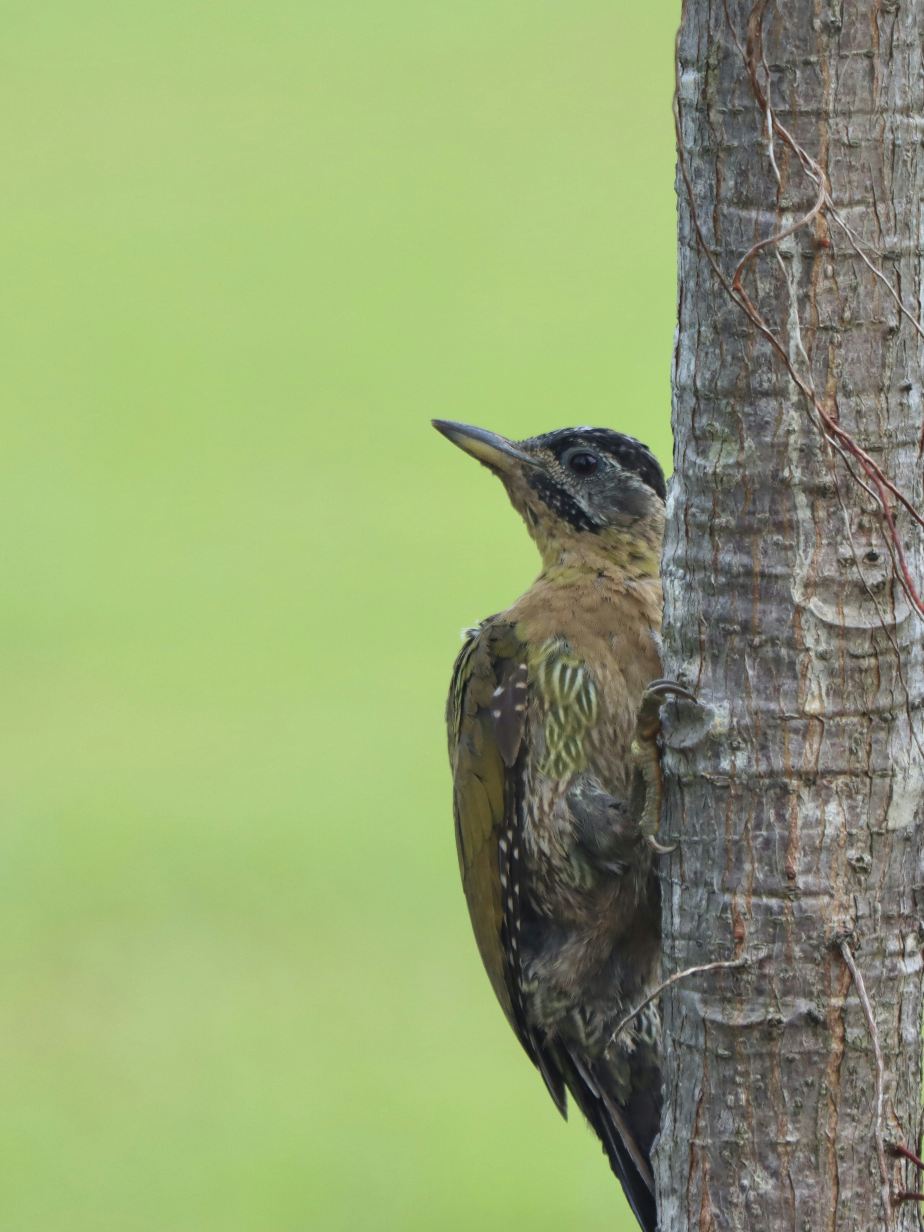 Barkbound Observer: A woodpecker clinging to a tree with lime backdrop