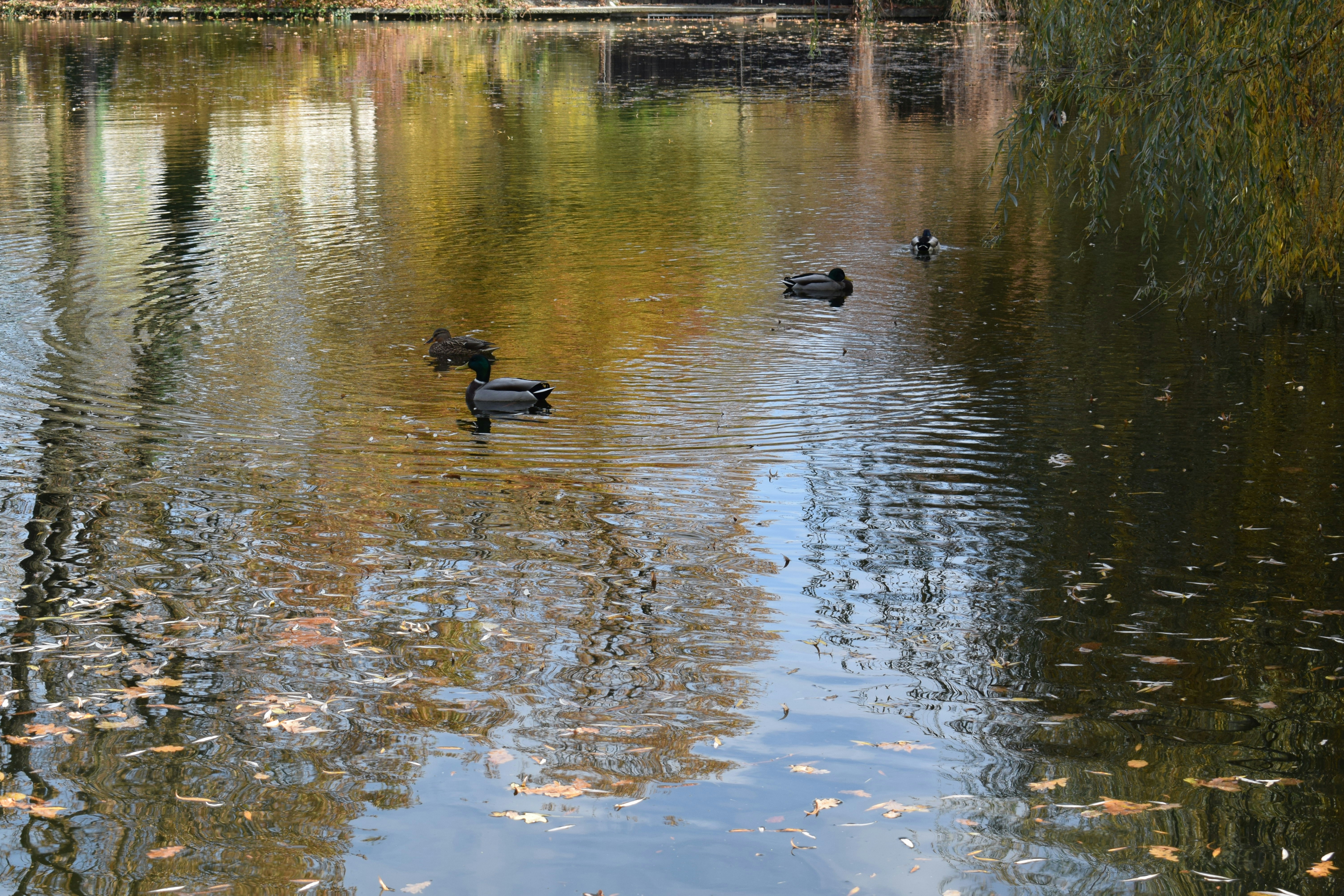 Trio of Ducks Across a Sunlit Autumn Lake