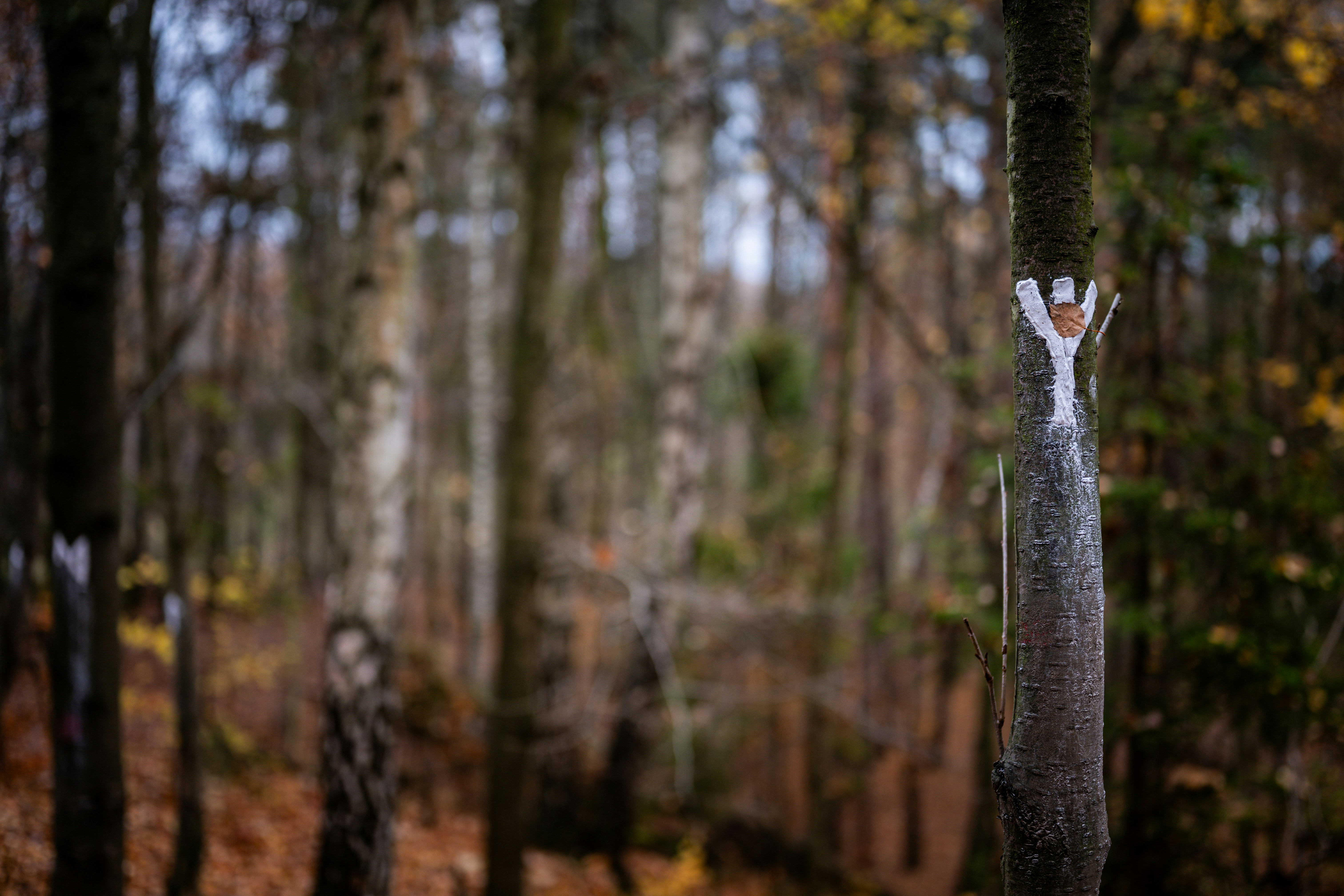 V-Scar Tree in a Quiet Autumn Forest