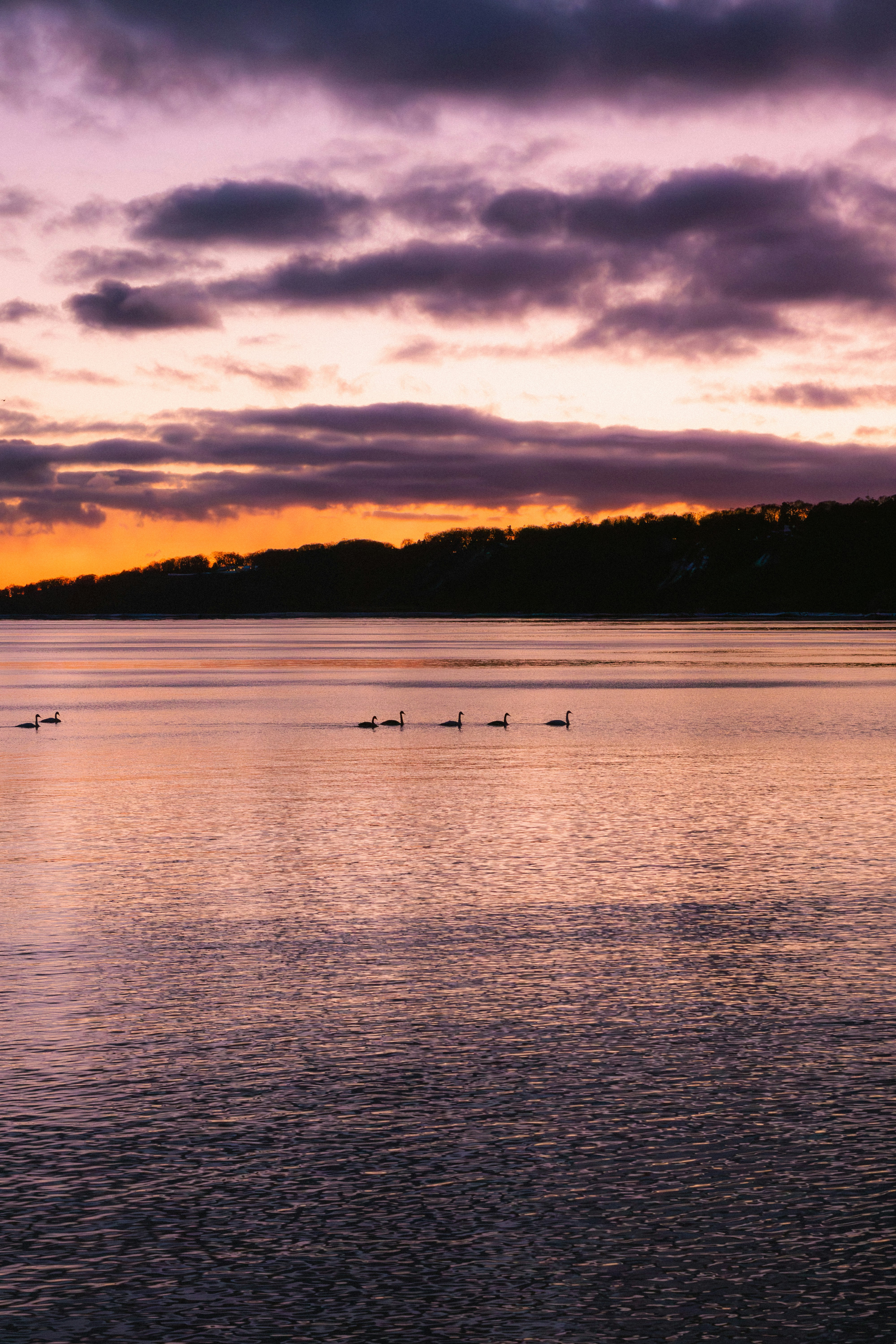 Geese swimming with a vibrant evening sky in the background