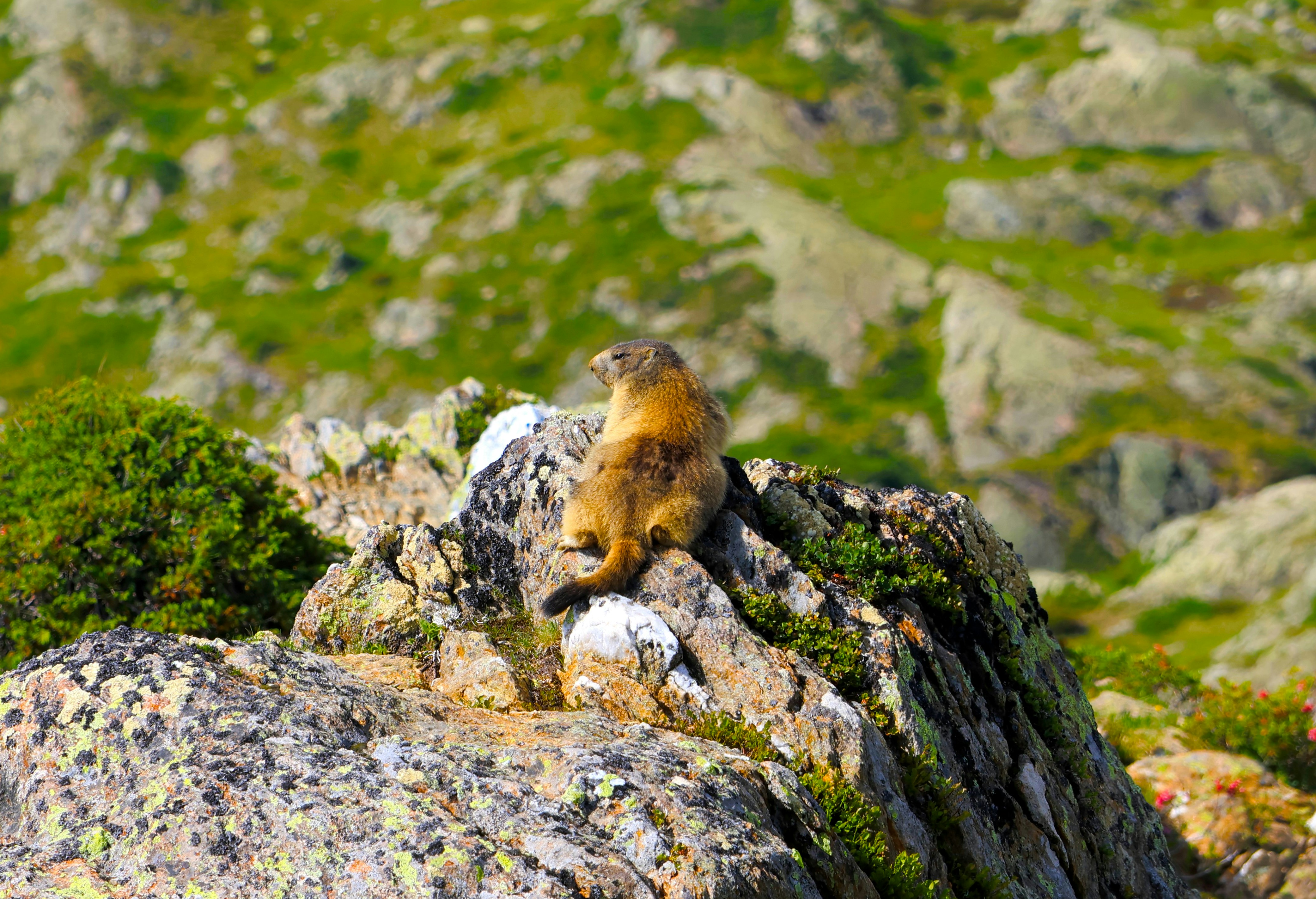 Alpine Marmot on a Weathered Granite Outcrop
