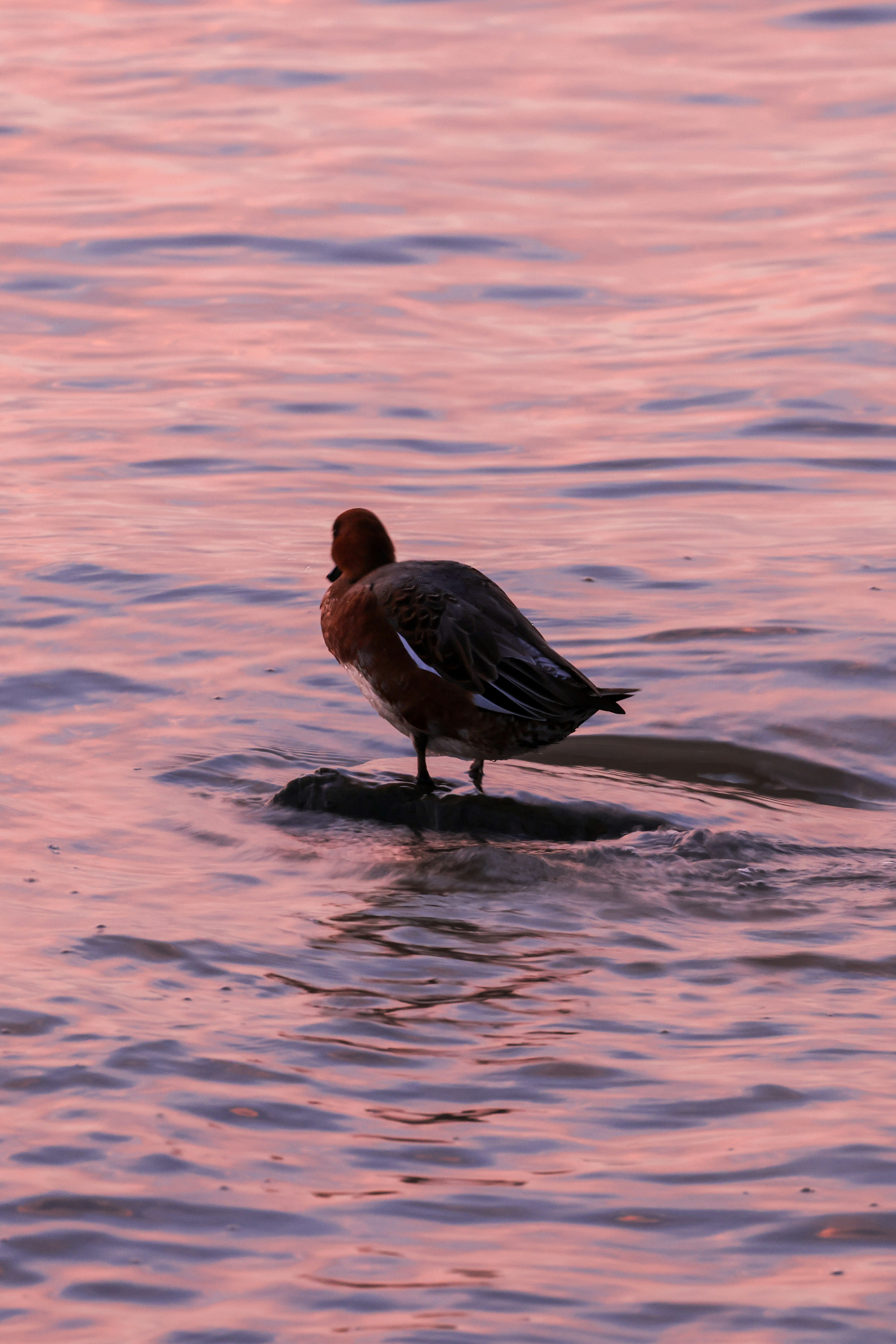 Dusk-Soft Ripples: A lone shorebird at pink hour