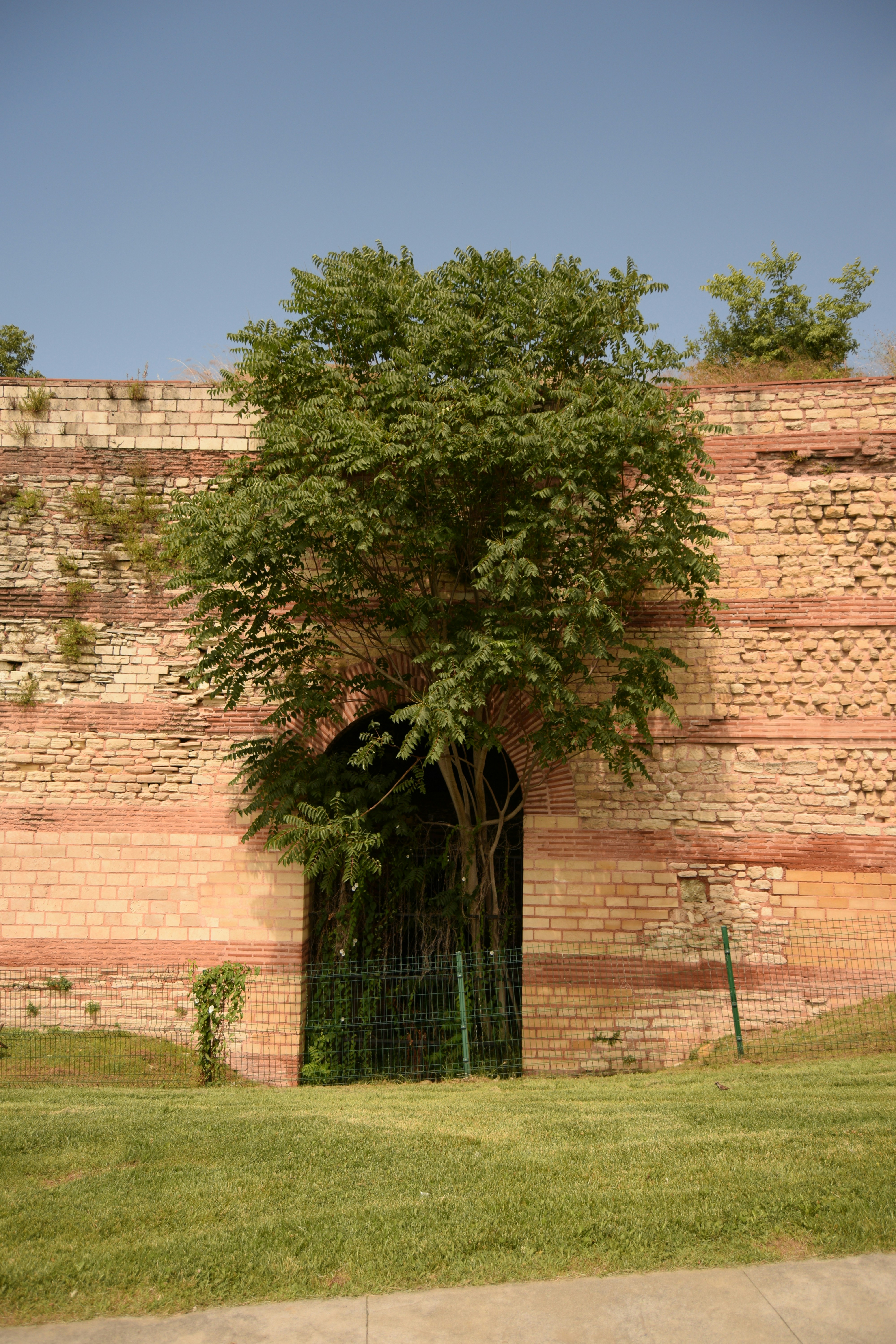 Verdant Gatekeeper: A Tree Claiming an Ancient Brick Archway