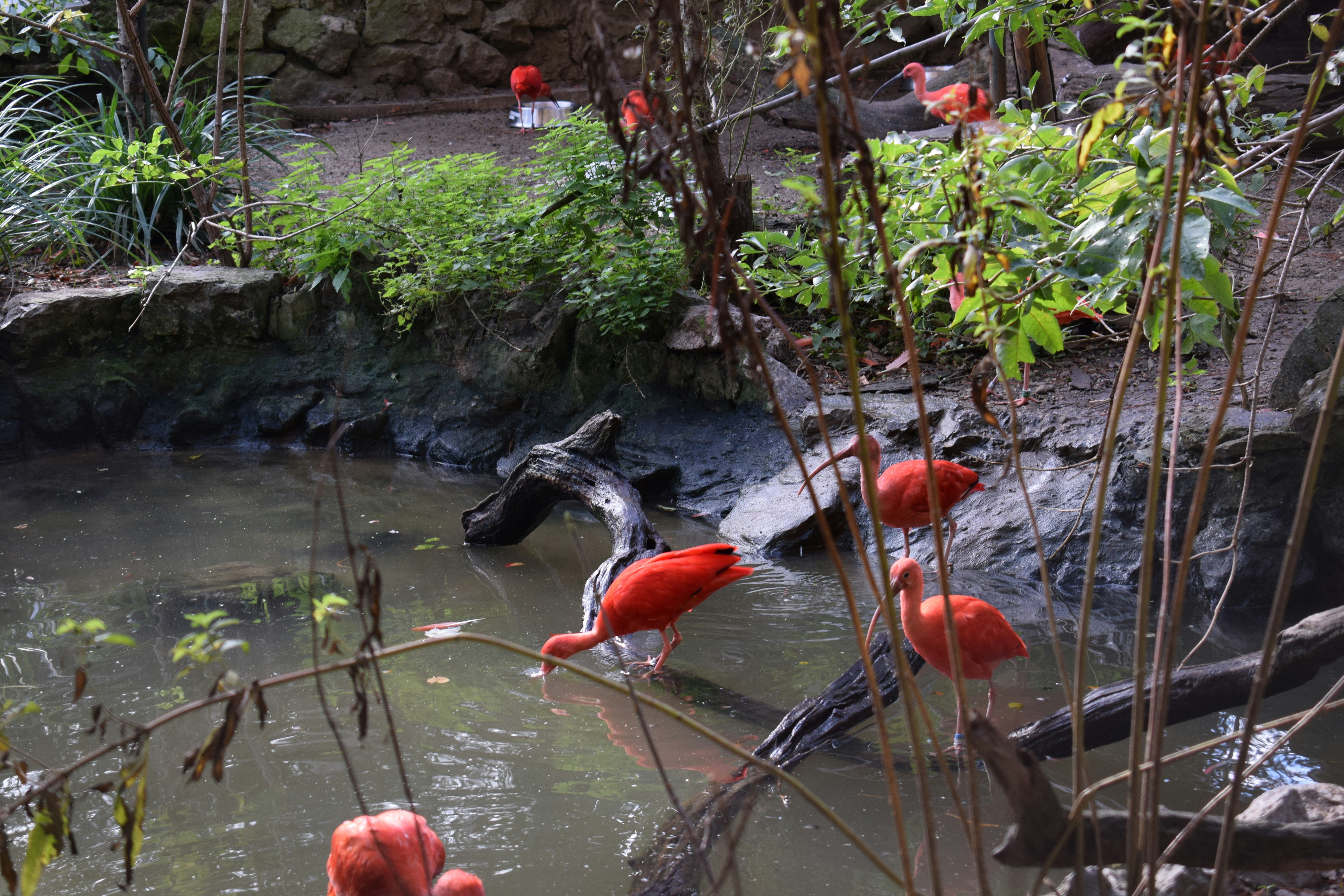 Scarlet ibis birds in Zagreb Zoo.