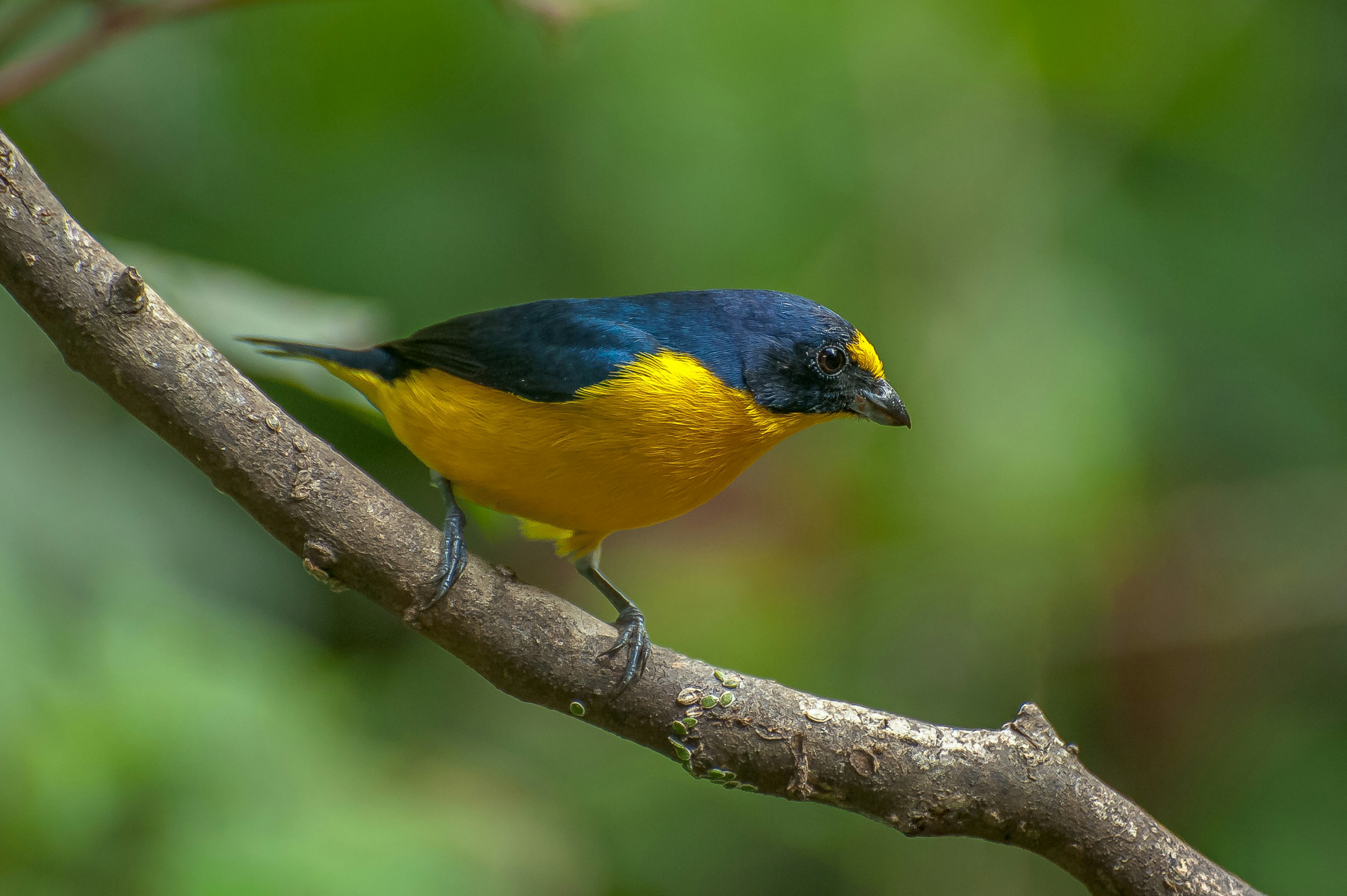 This photograph captures a stunning Yellow-throated Euphonia (Euphonia hirundinacea) in its natural habitat. The bird is the focal point, showcasing its striking plumage – a deep blue head and upper body contrasting with a bright yellow throat and underbelly. It's perched on a moss-covered branch, surrounded by lush green foliage. The lighting suggests a sunny day, highlighting the bird's colors and the textures of the branch and leaves. The overall impression is one of tranquility and showcases the beauty of Costa Rican wildlife.