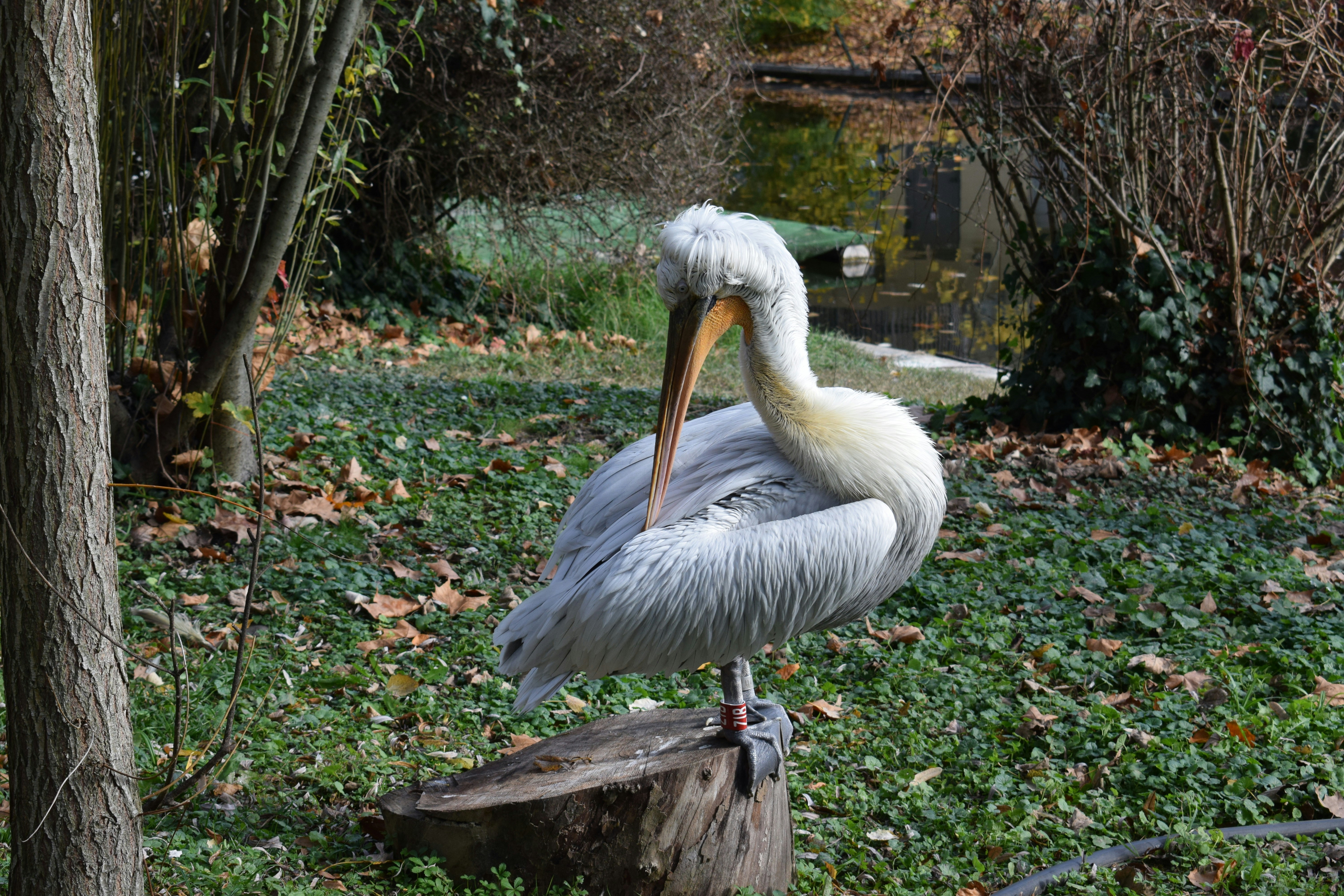 Beautiful pelican bird.