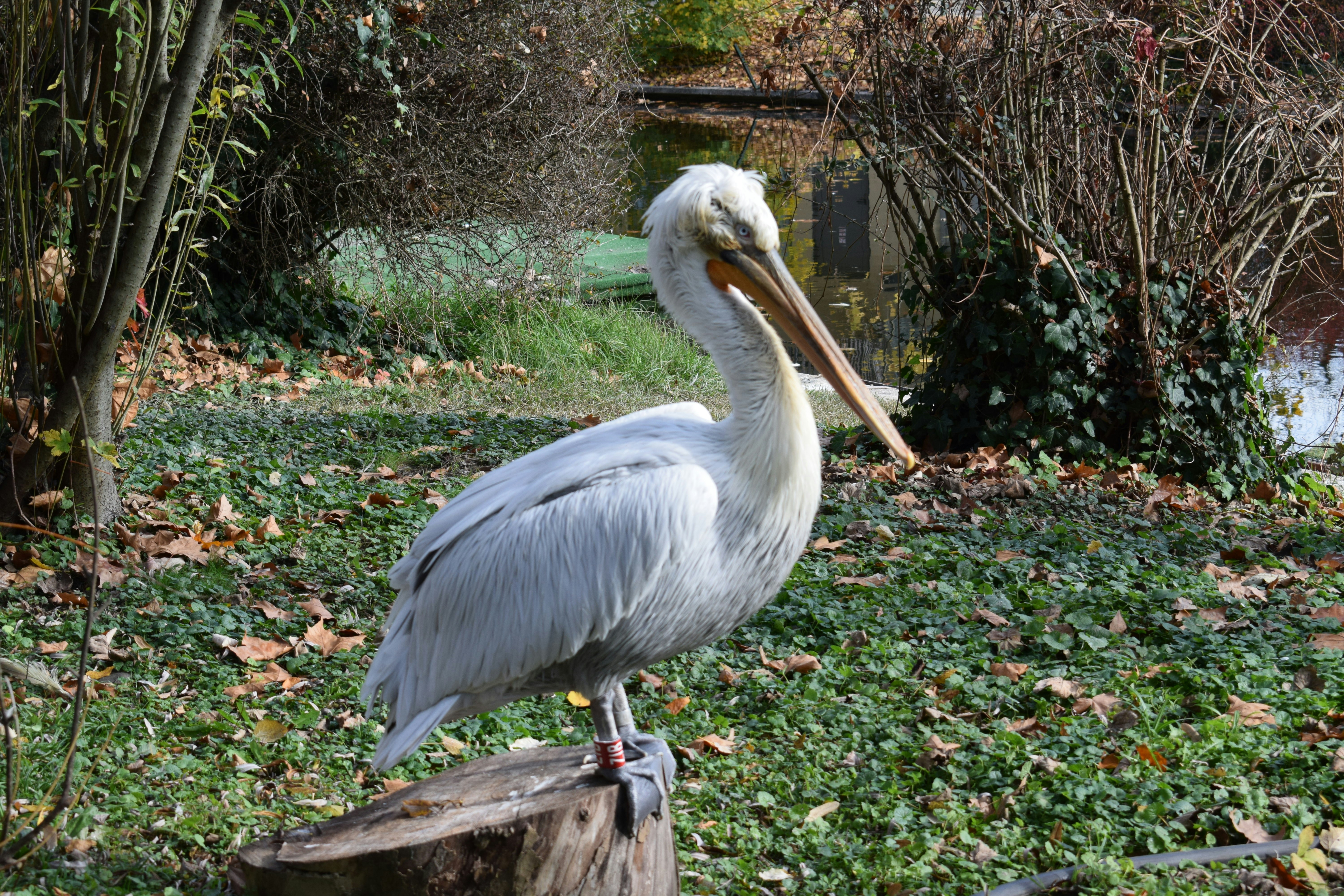 Pelican on a leaf-strewn stump: a quiet garden moment