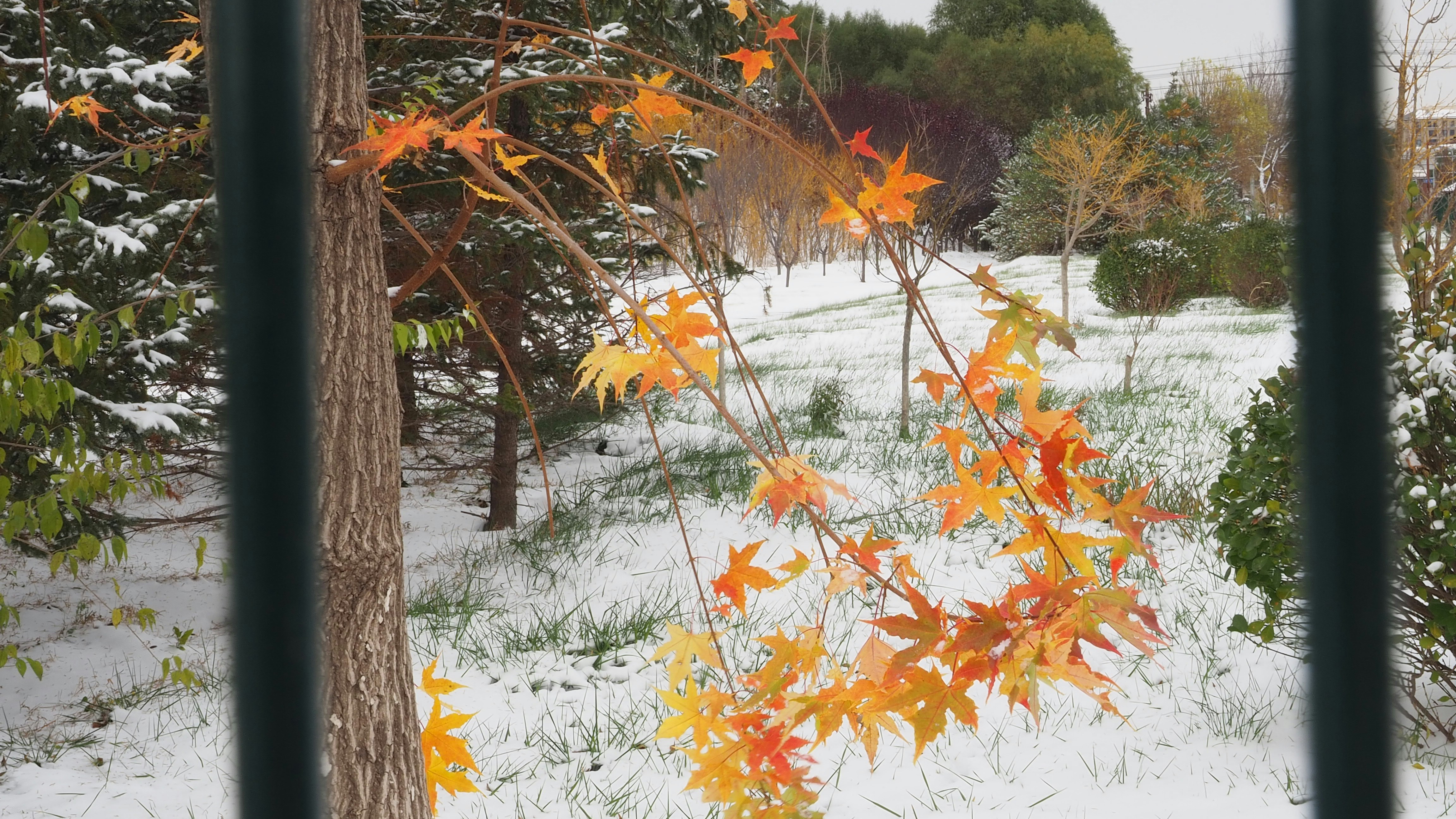 Photo by Zhang Yi with Olympus OM-D E-M10 Mark III