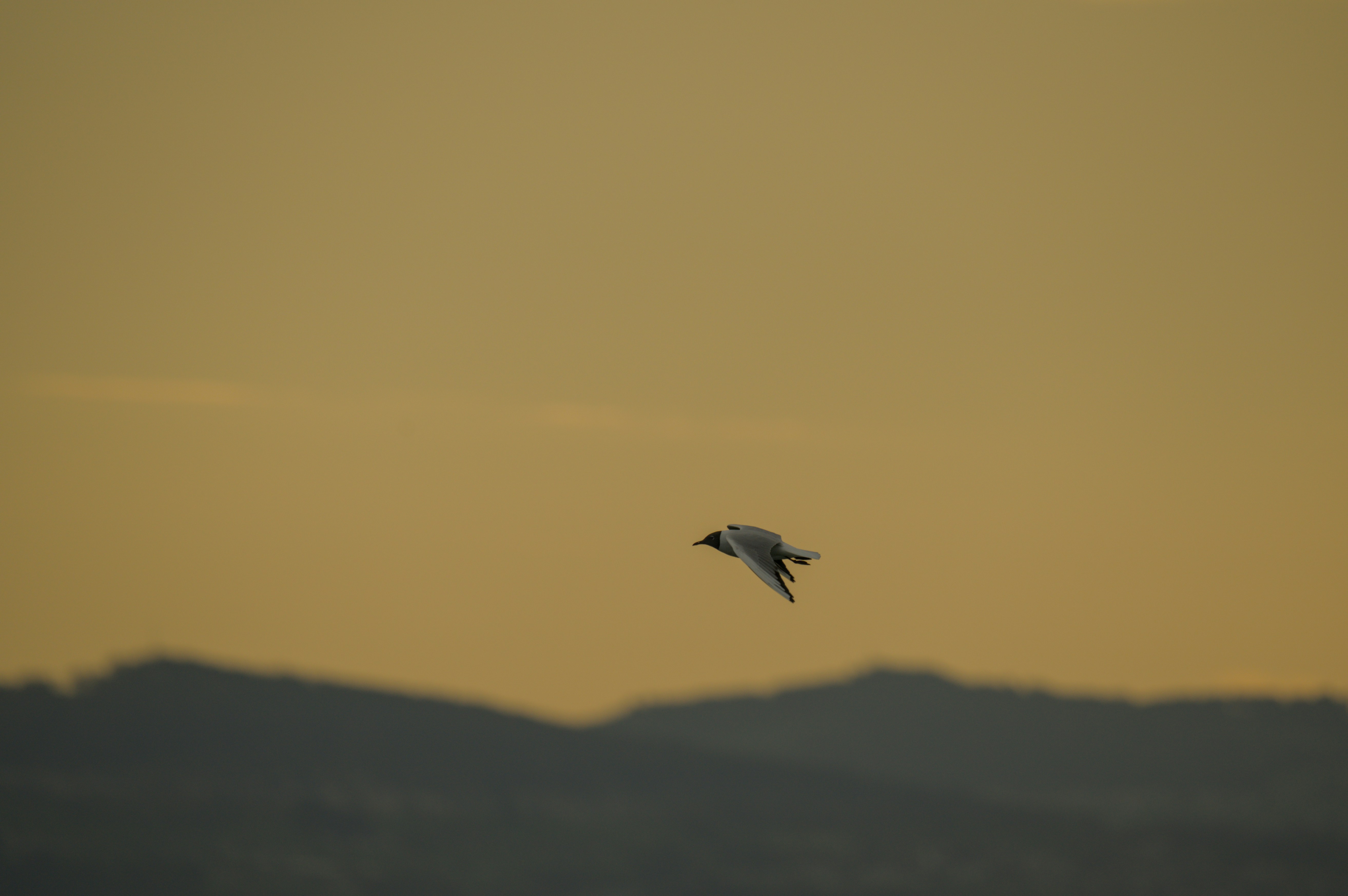 Amber Hour Glide: A Gull Tracing the Sunset Above Quiet Hills