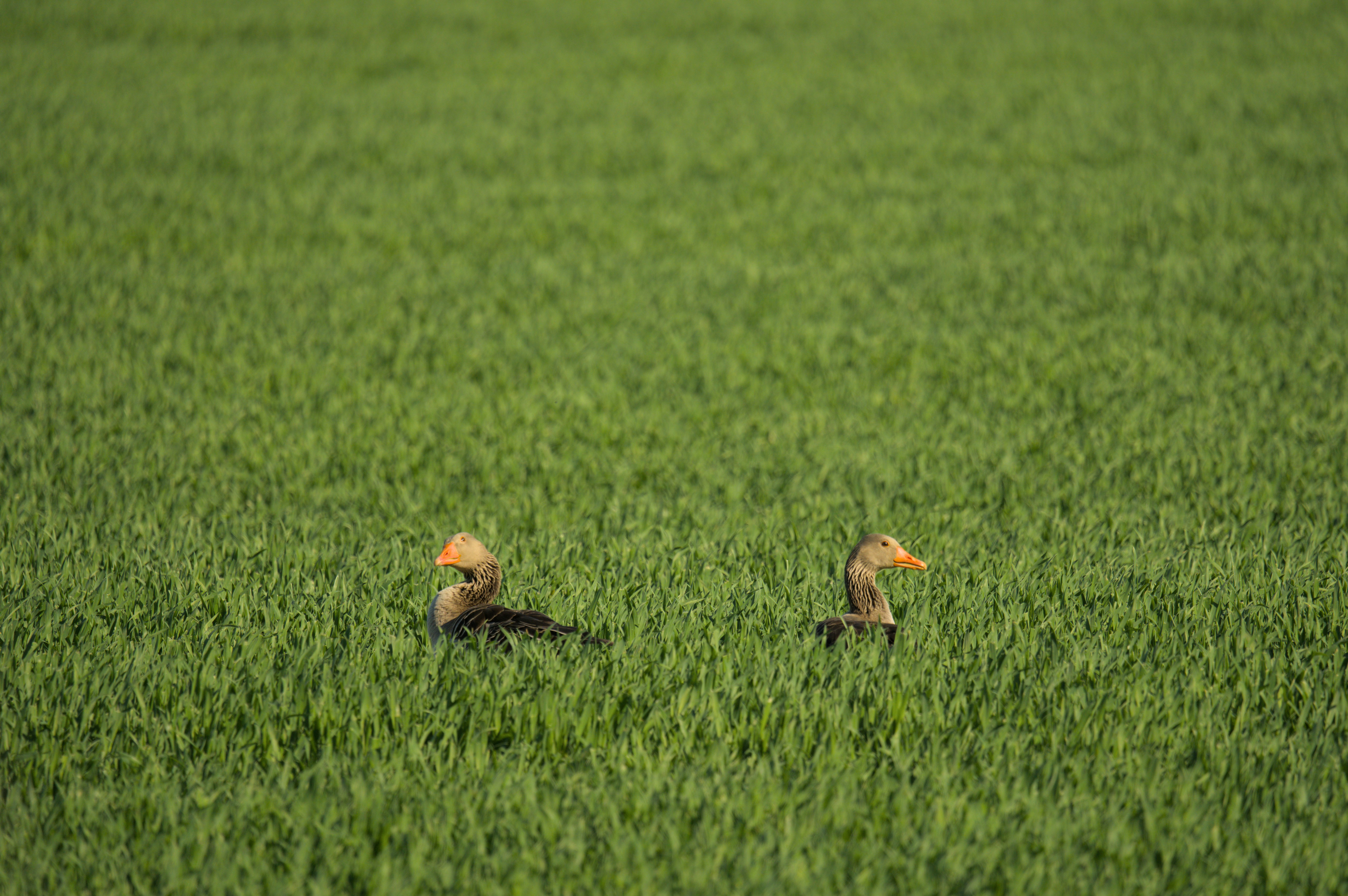 Emerald Meadow Vigil: Two Orange-Beaked Birds Amid Tall Grass