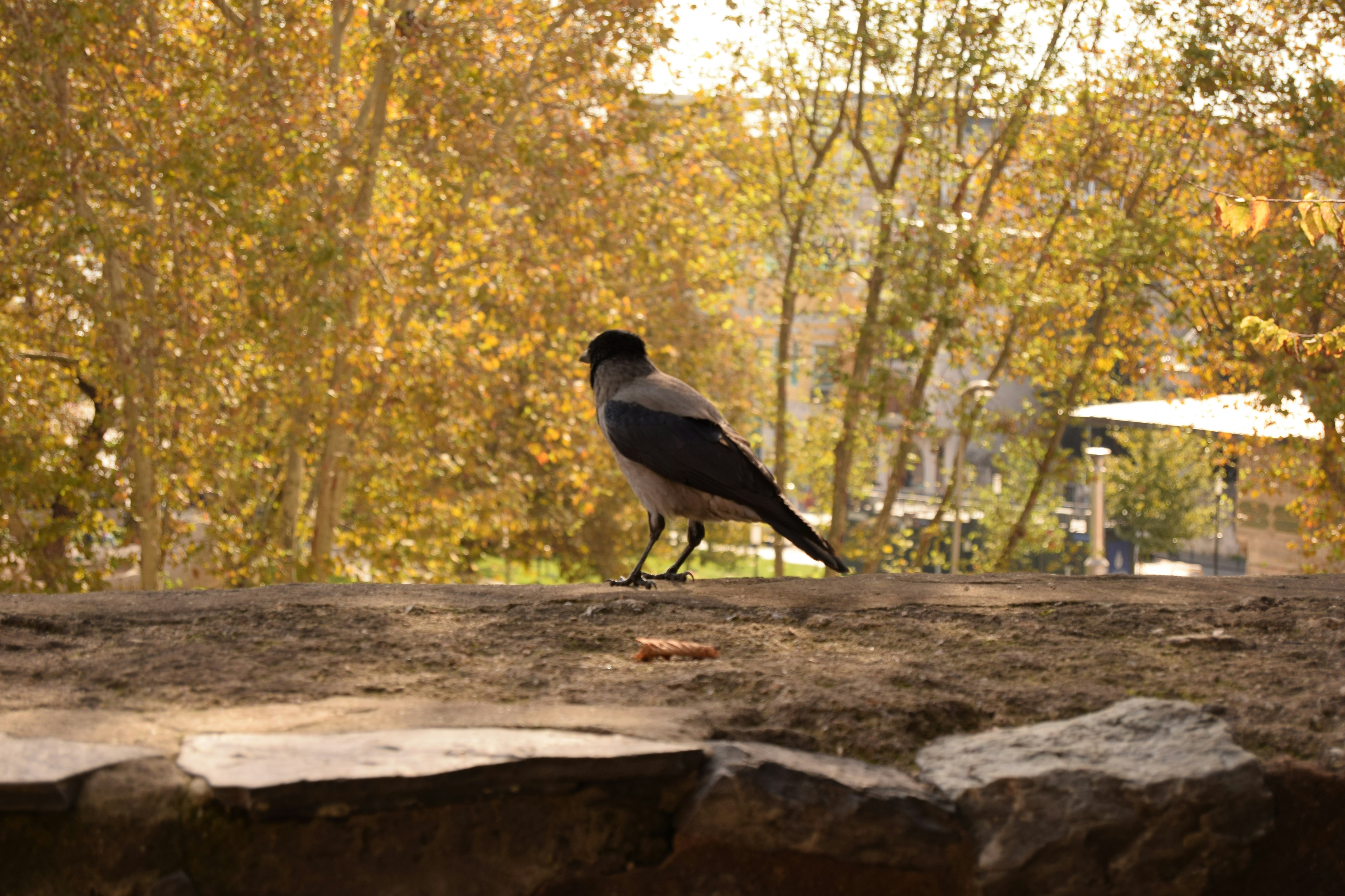 Autumn-Ledge Sentinel: A Crow in Sunlit Park