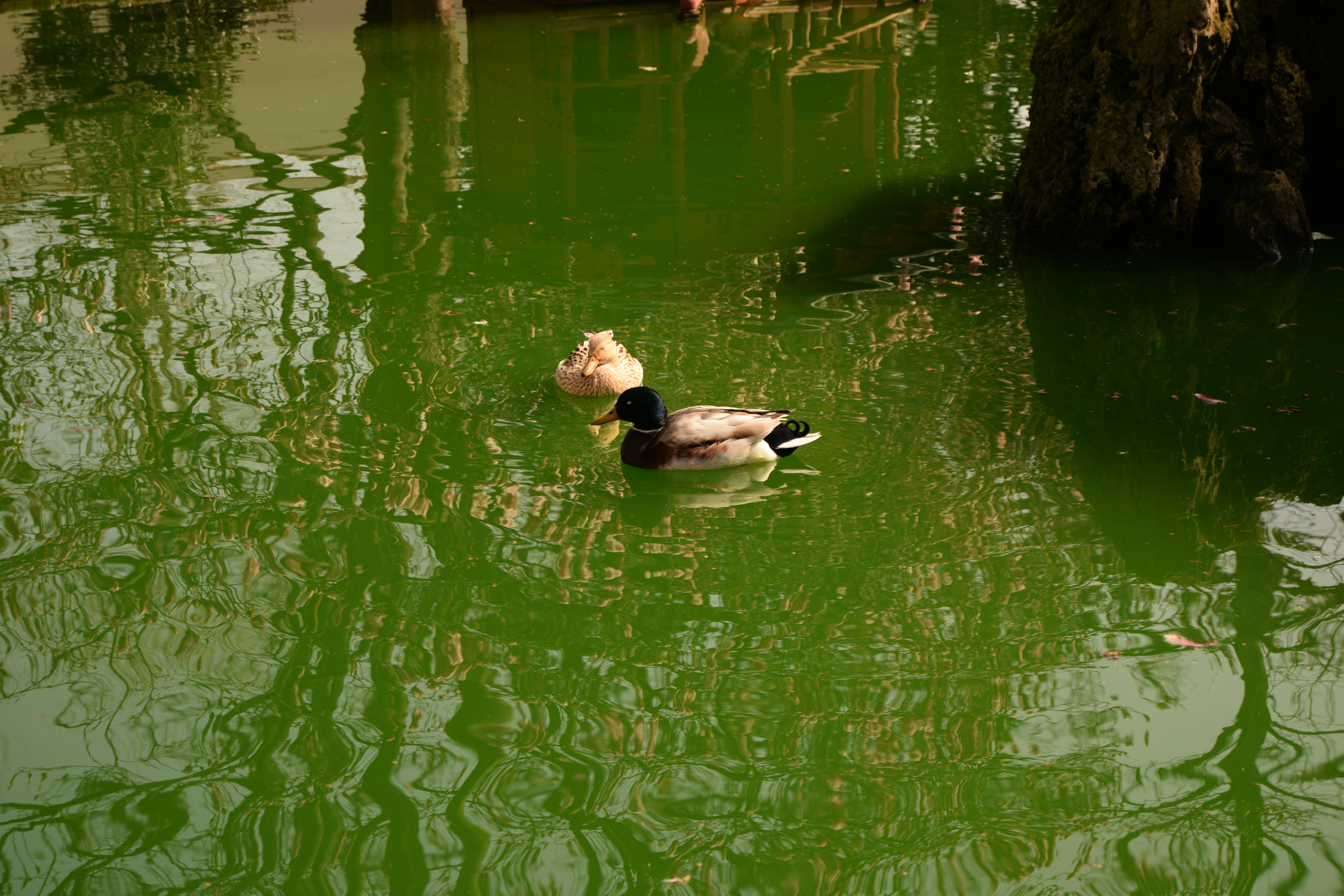 Photo by Efe Kekikciler with Nikon D3300