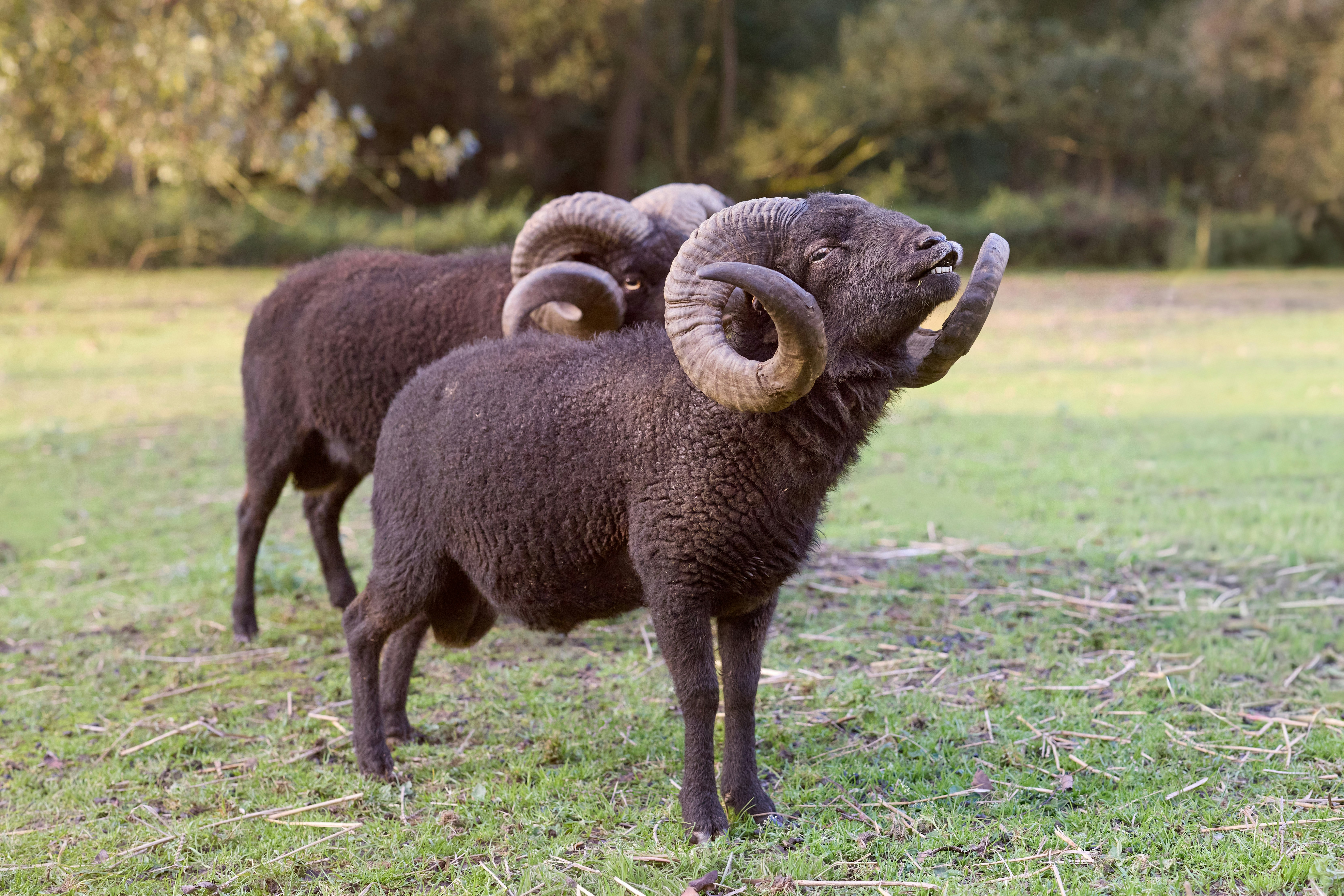 Two majestic black ouessant rams with impressive curved horns stand in a sunny field, one caught mid-expression with its head tilted upwards and teeth showing.