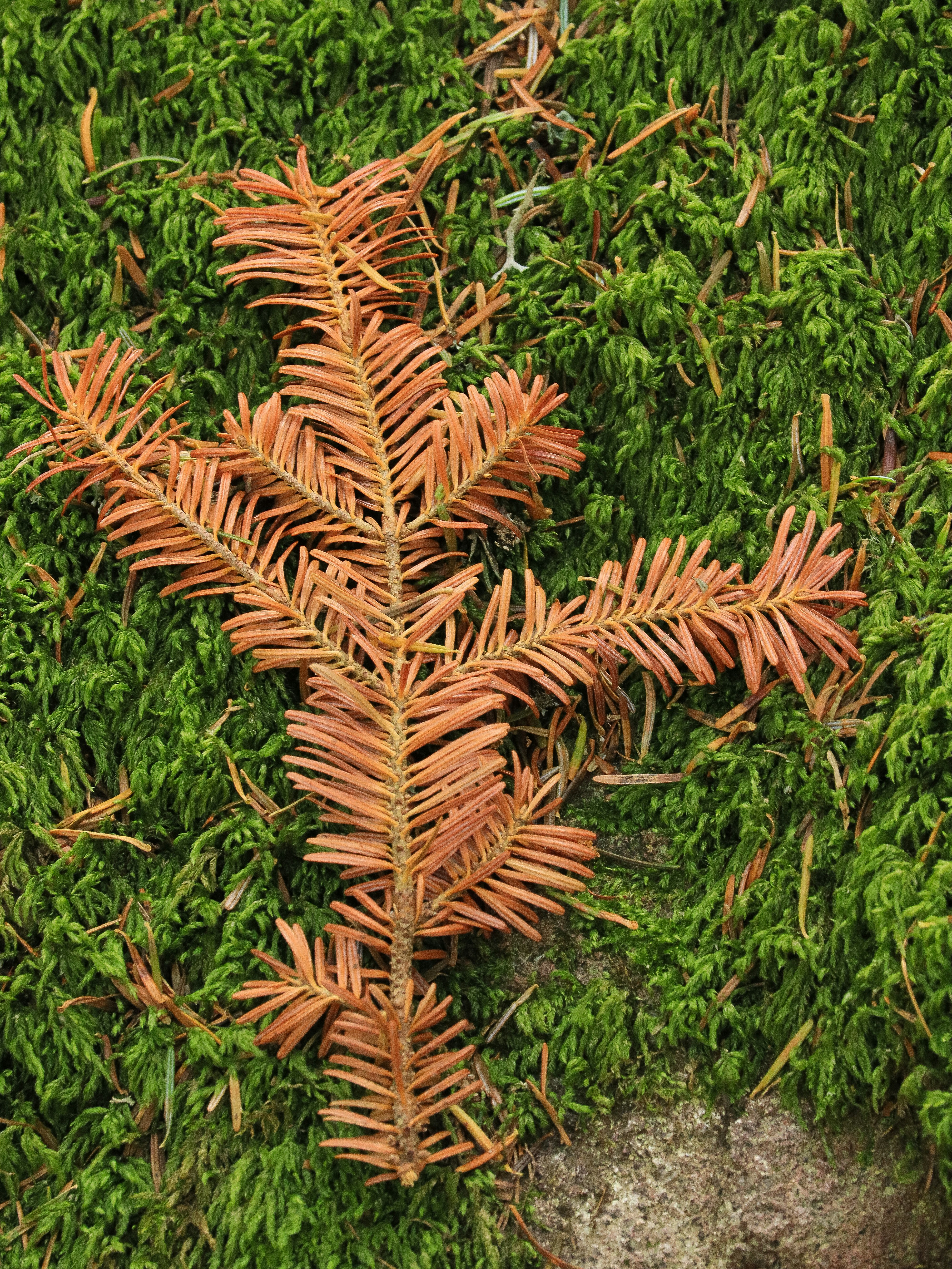 Copper Fronds on Velvet Moss: A Quiet Macro Moment