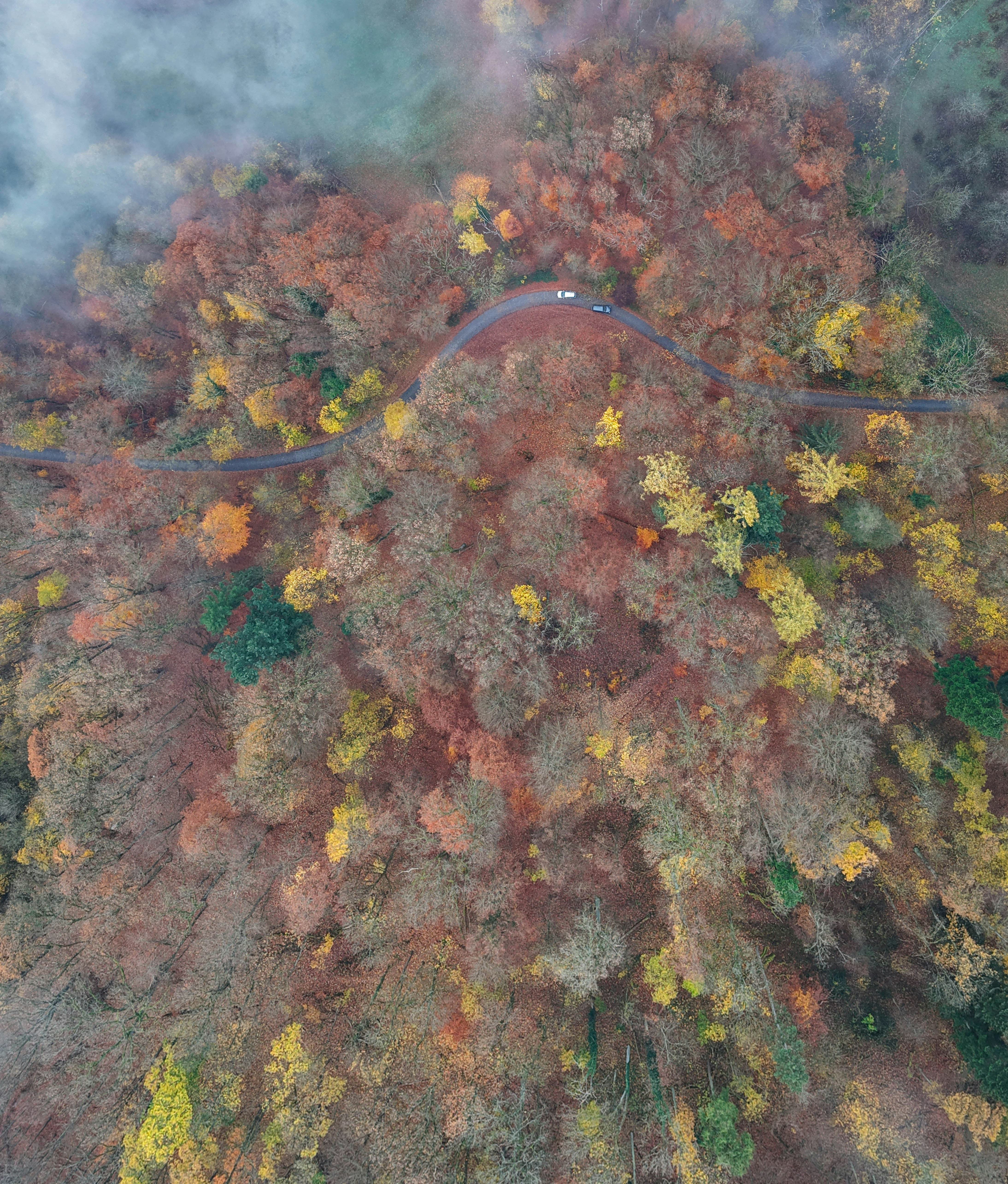 Autumn Curvature: A Forest Road Wends Through a Sunset Palette