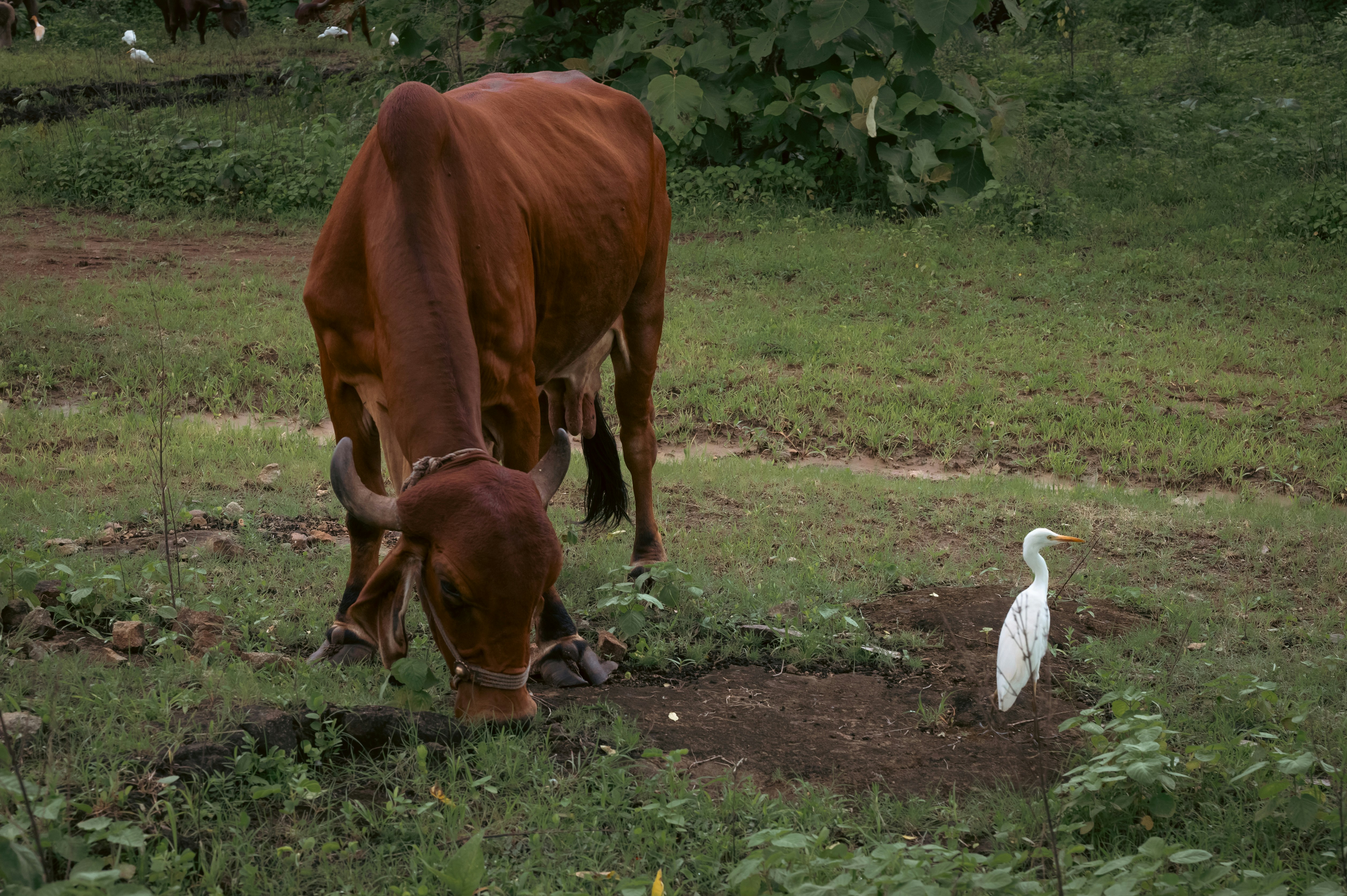 Grazing Moment: Brown Cow and White Egret in a Quiet Farm Clearing
