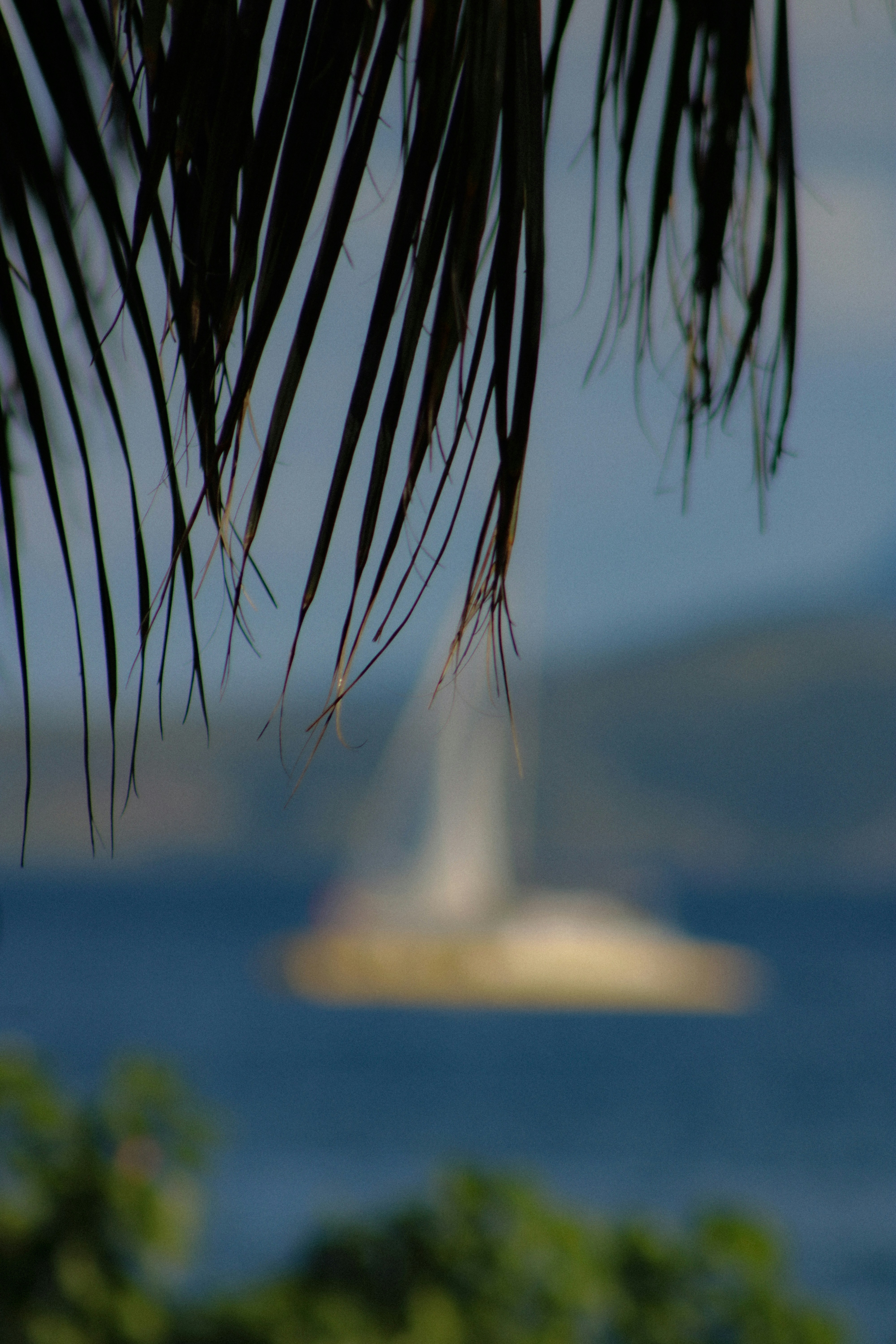 Palm Fronds Framing a Distant Sailboat: A Soft-Focus Seascape