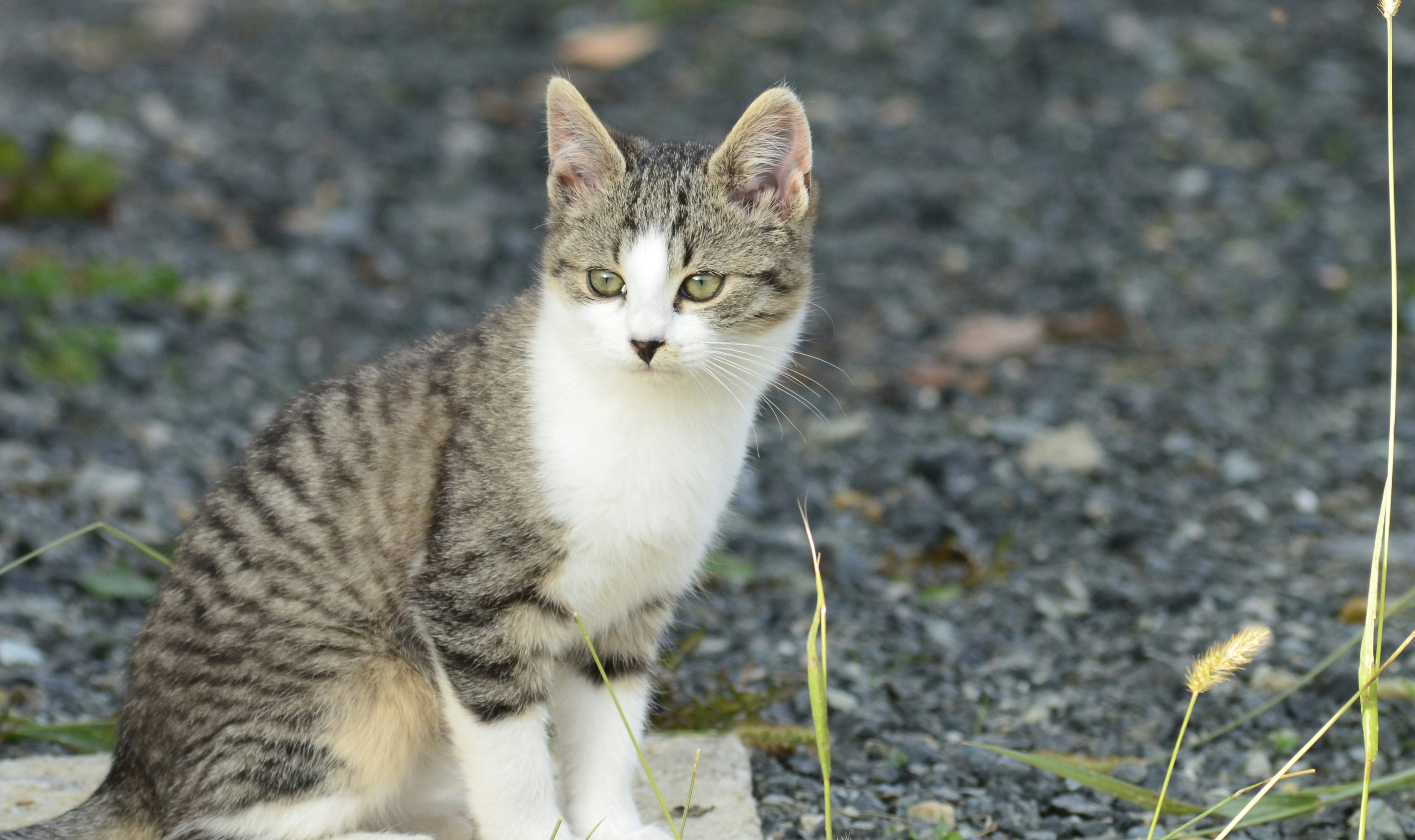 Photo by Rifat Husić with Nikon D5100