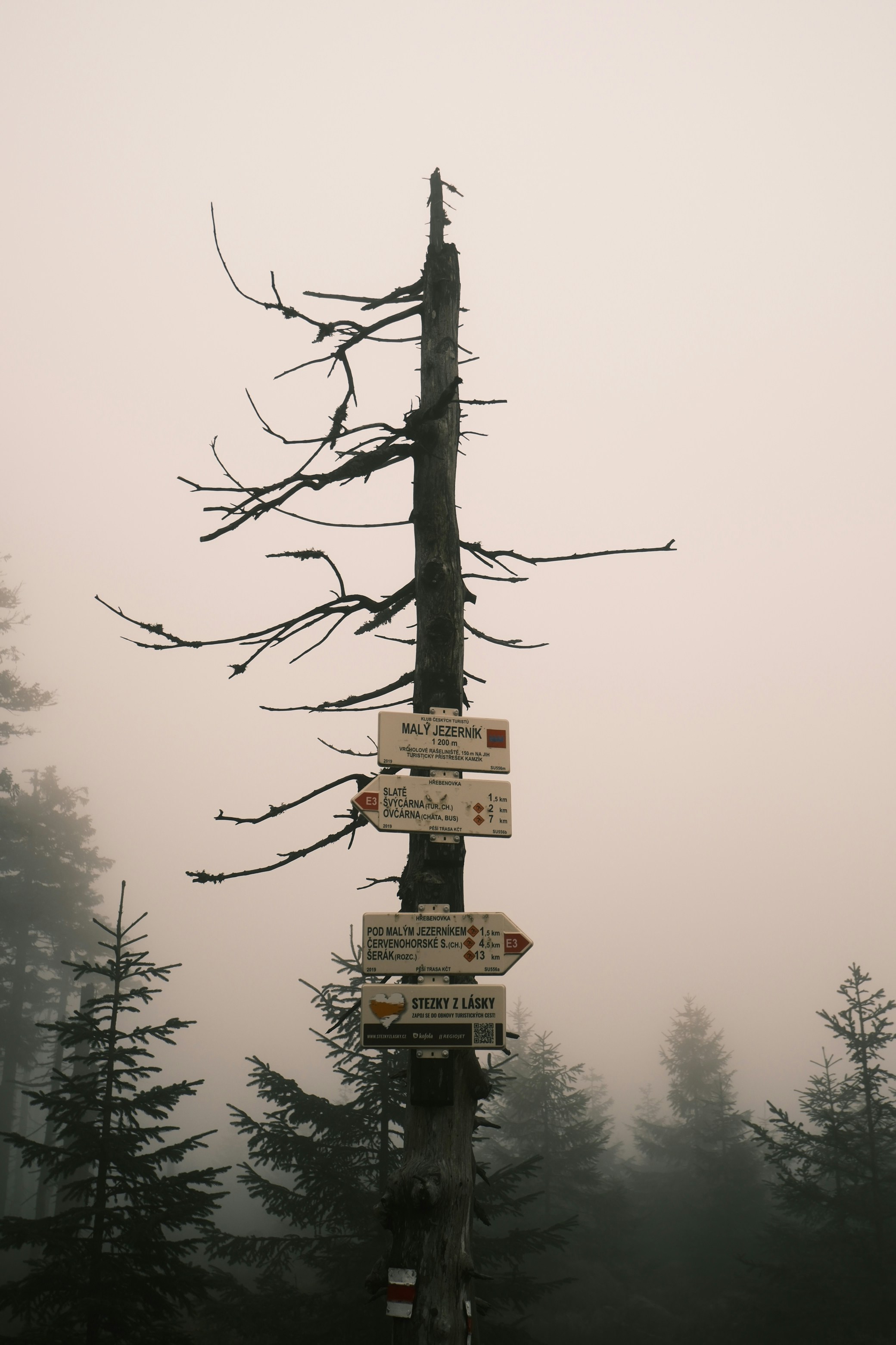Fogbound Sentinel: A Lone Tree Bearing Trail Signs in Mist