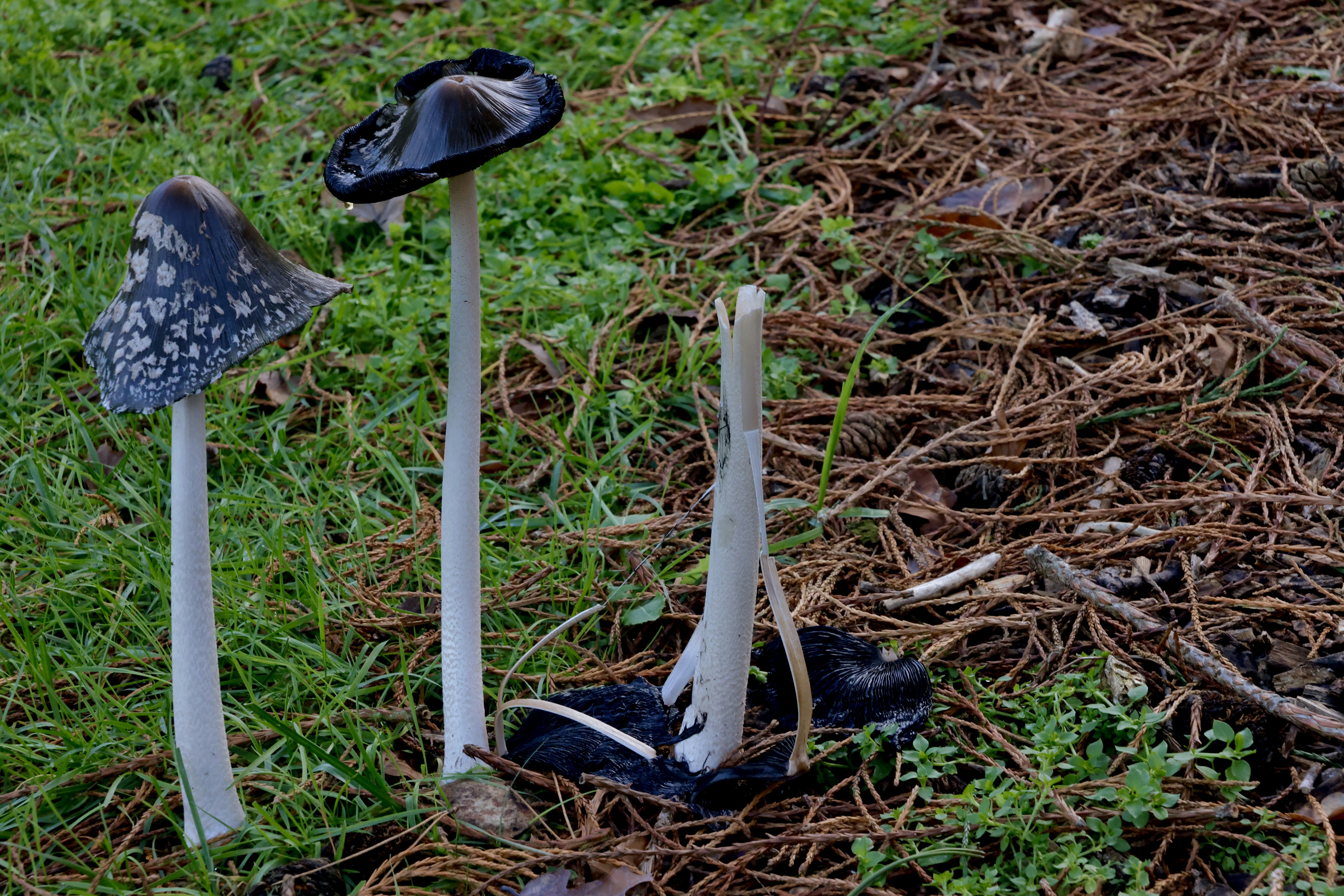 Going, going, gone !