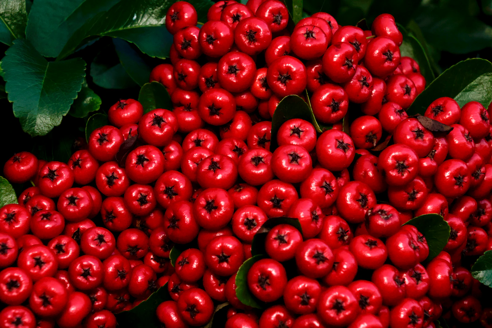 Ruby Clusters: a Macro Portrait of Dense Red Berries Nestled in Green