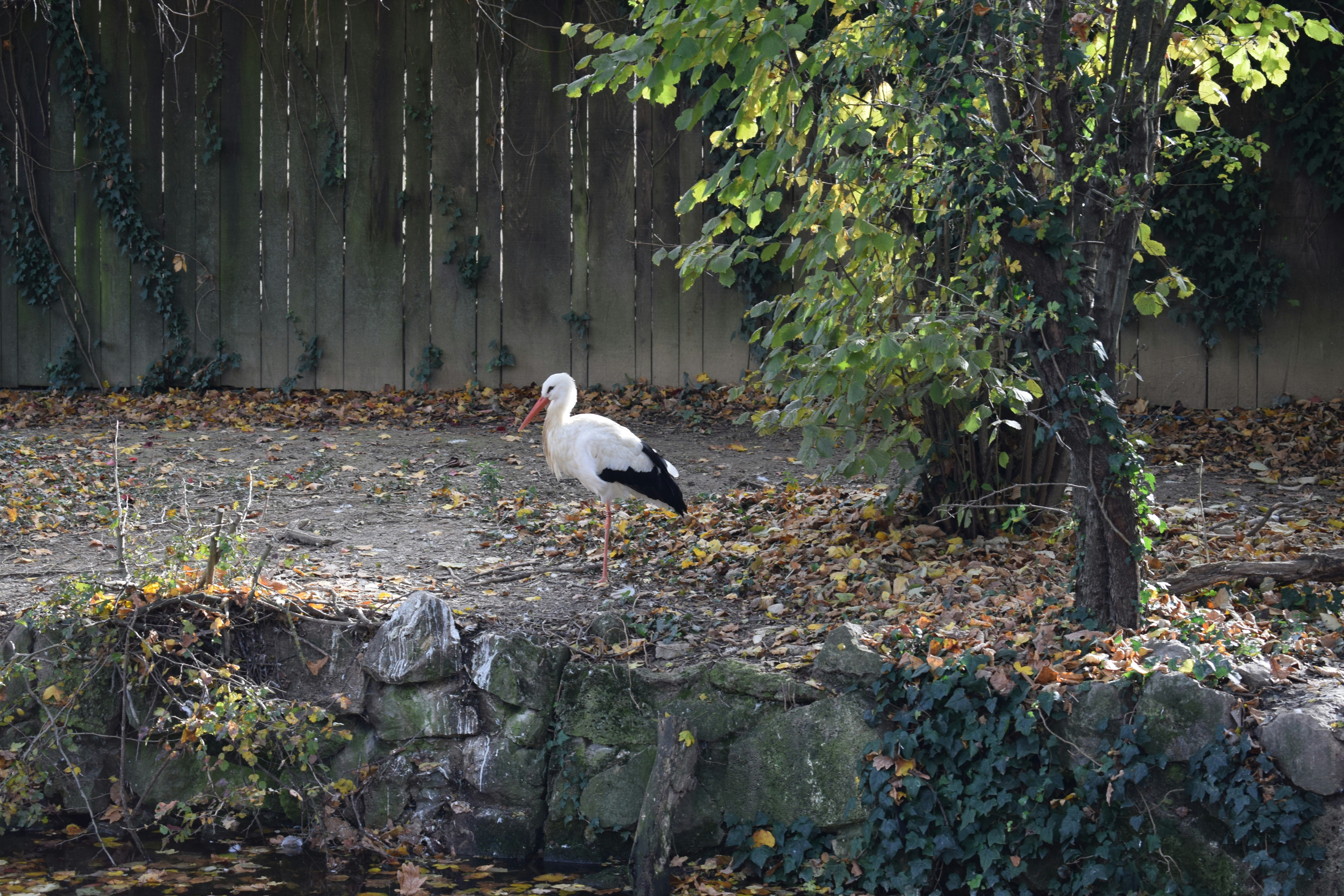 White Stork Pauses by a Leaf-Littered Riverbank Under Autumn Light