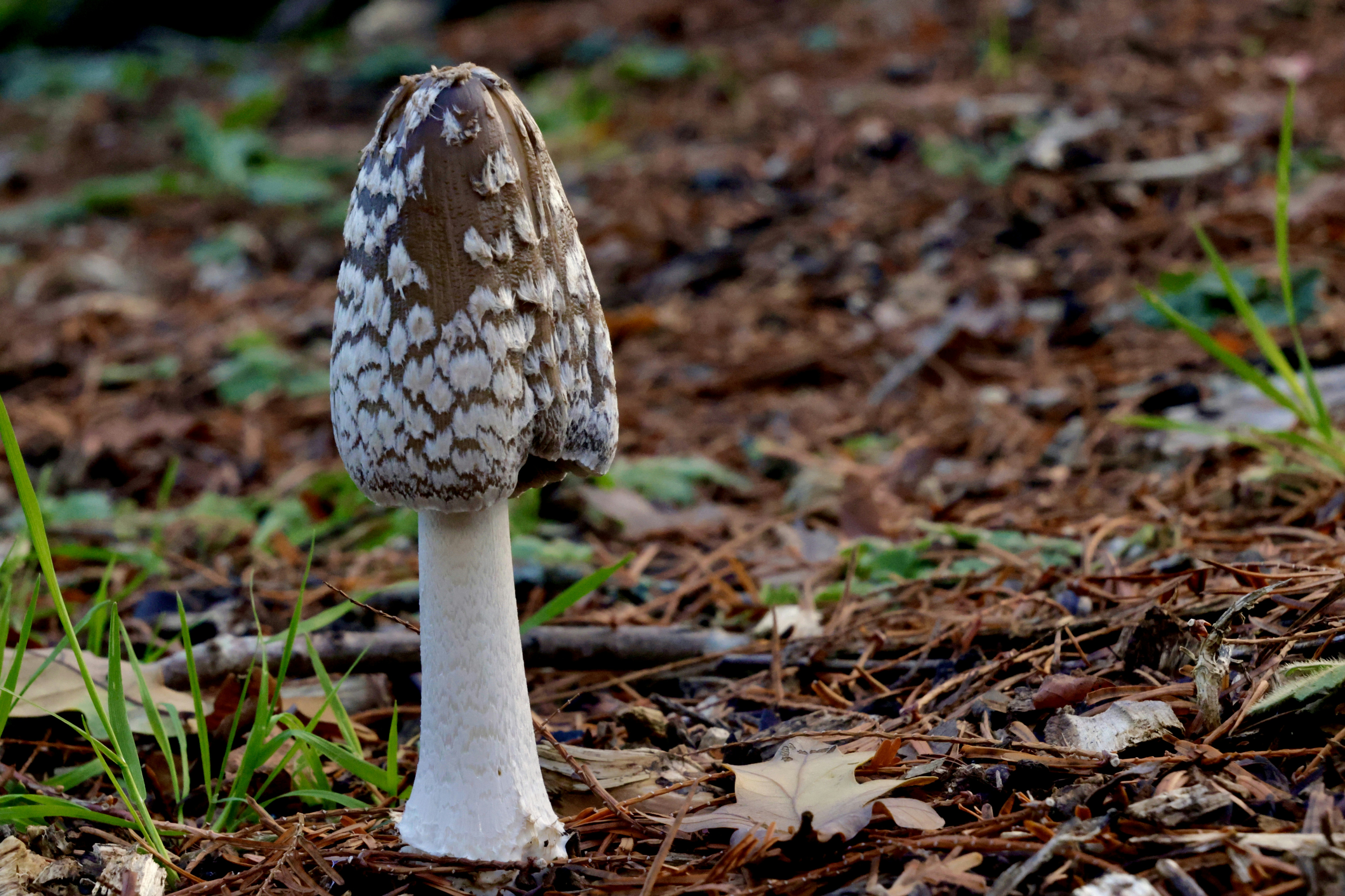 Lone Shaggy Parasol Rising from a Pine Needle Carpet