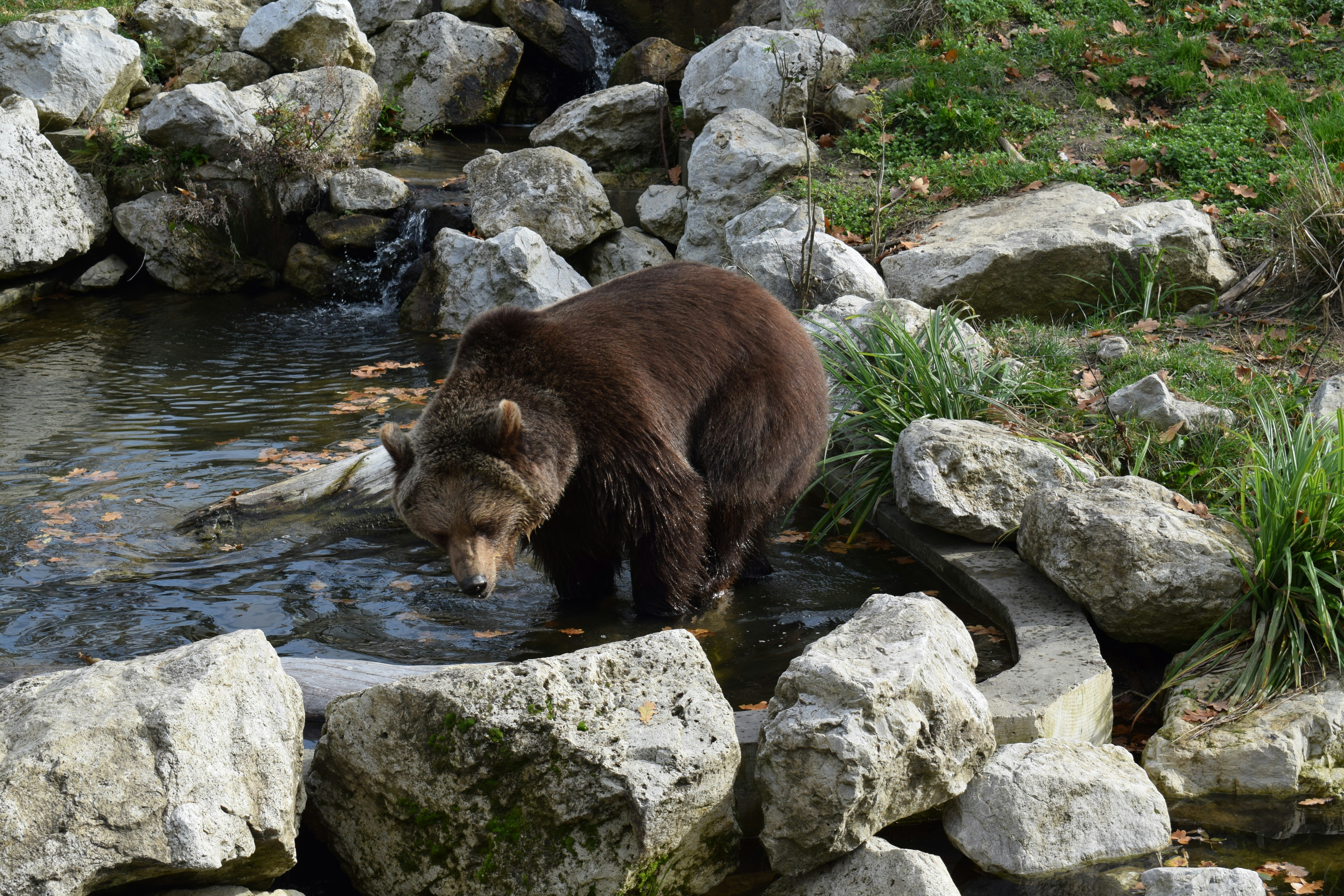 Brown bear in Zagreb zoo.