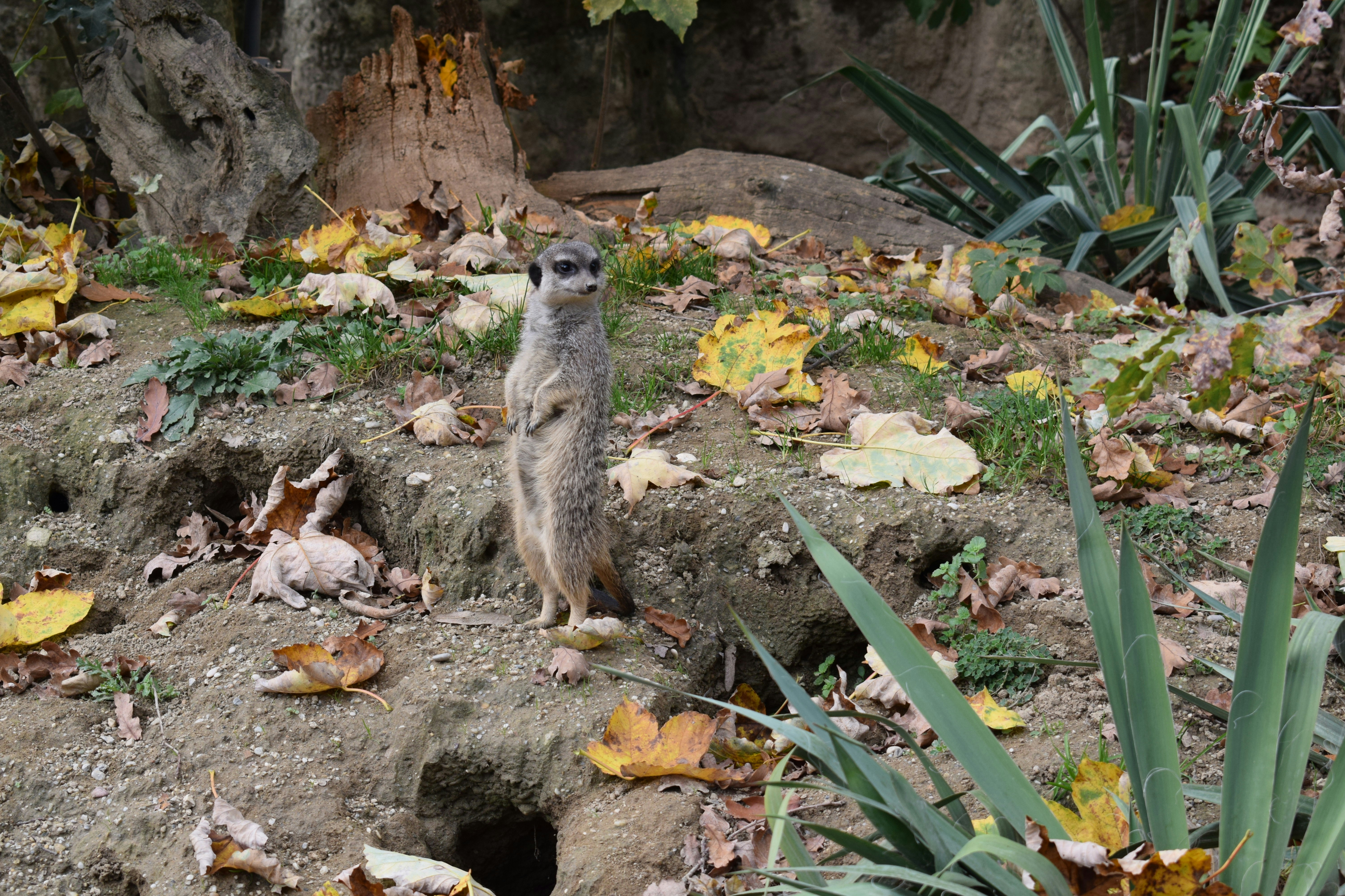 Autumn Sentinel: Meerkat Upright on a Mossy Rock