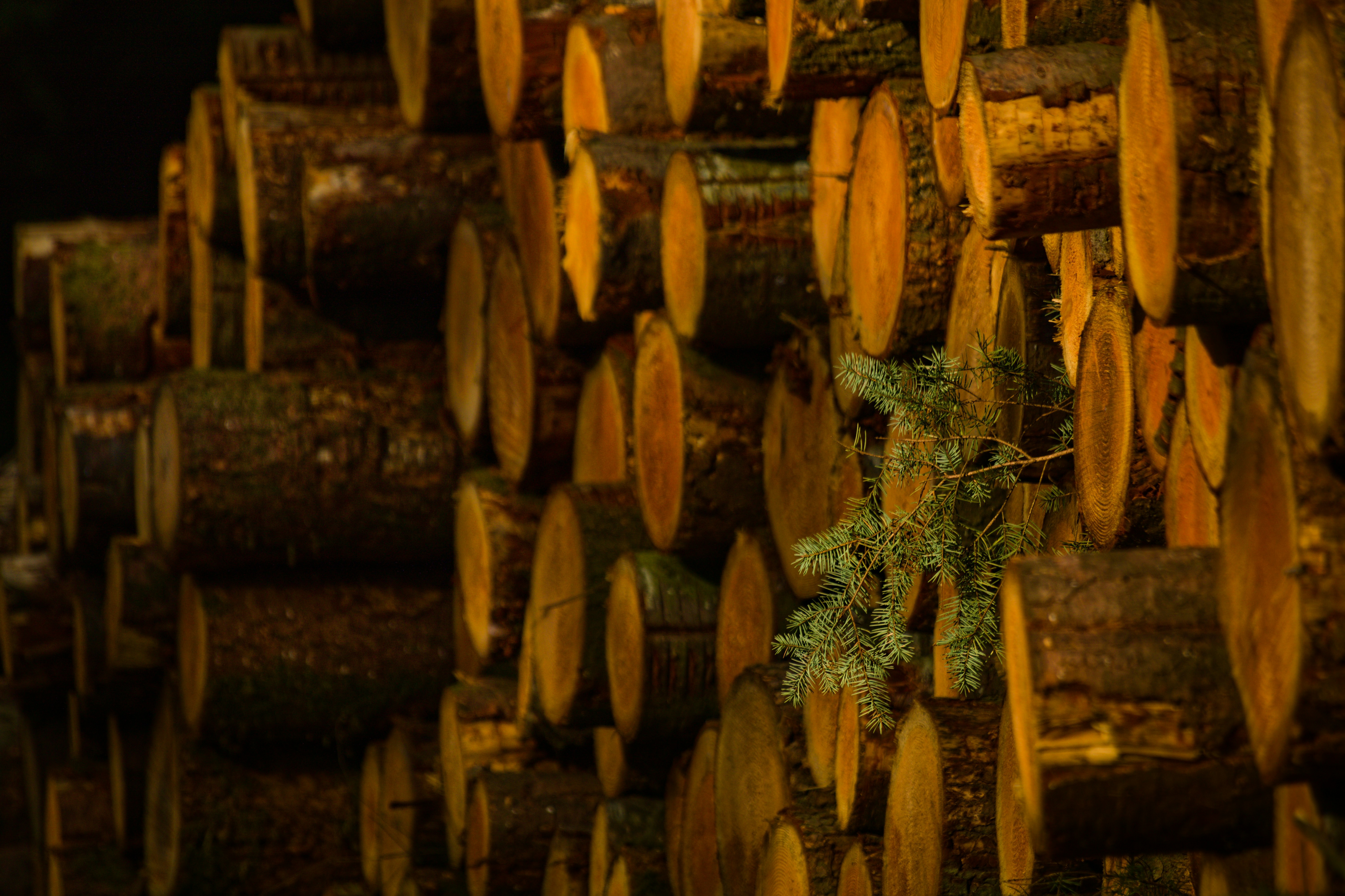 Les belles couleurs de l'automne vont disparaitre pour laisser place à la plus magique des saisons... L'hiver !