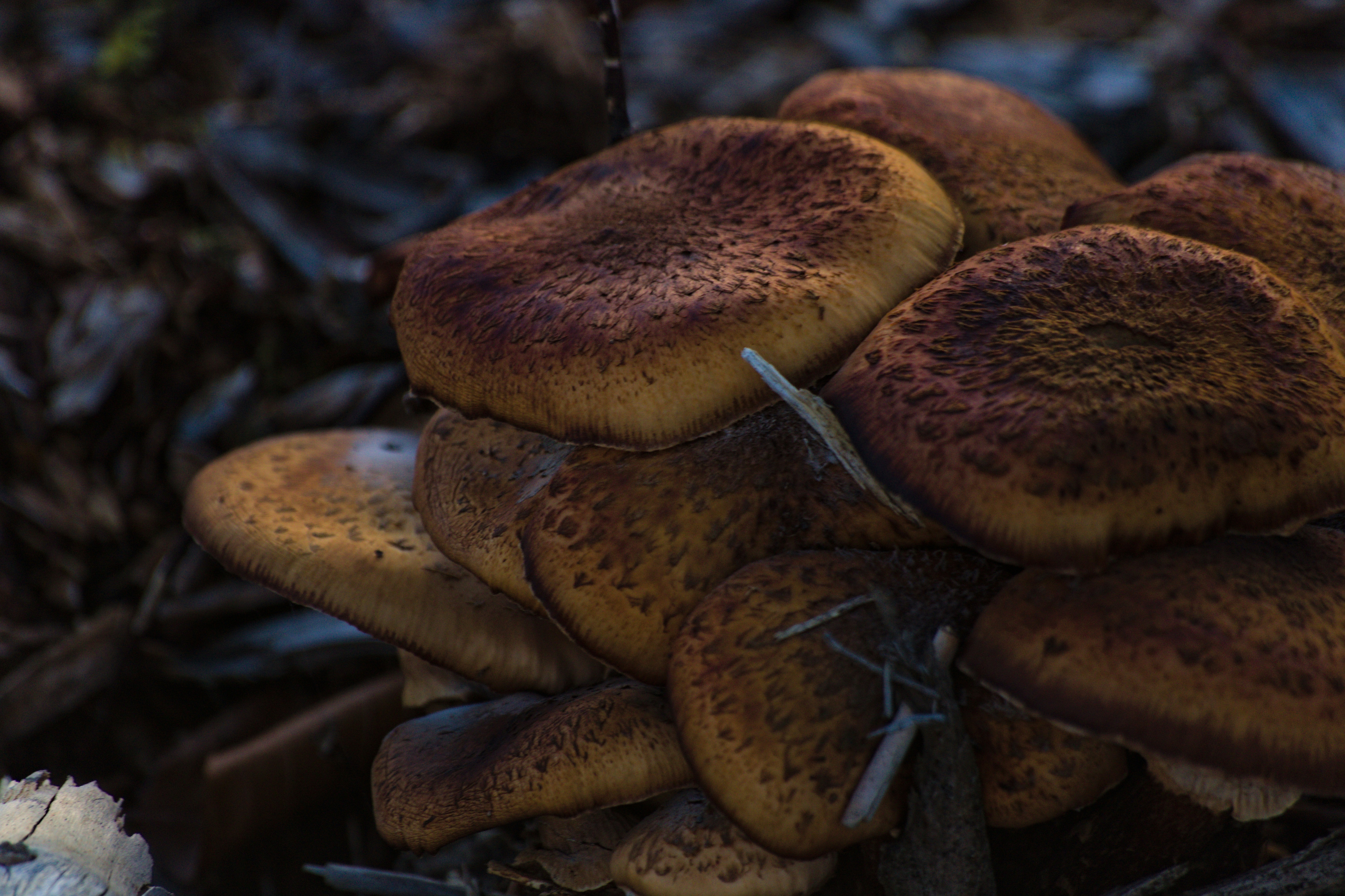 Les belles couleurs de l'automne vont disparaitre pour laisser place à la plus magique des saisons... L'hiver !