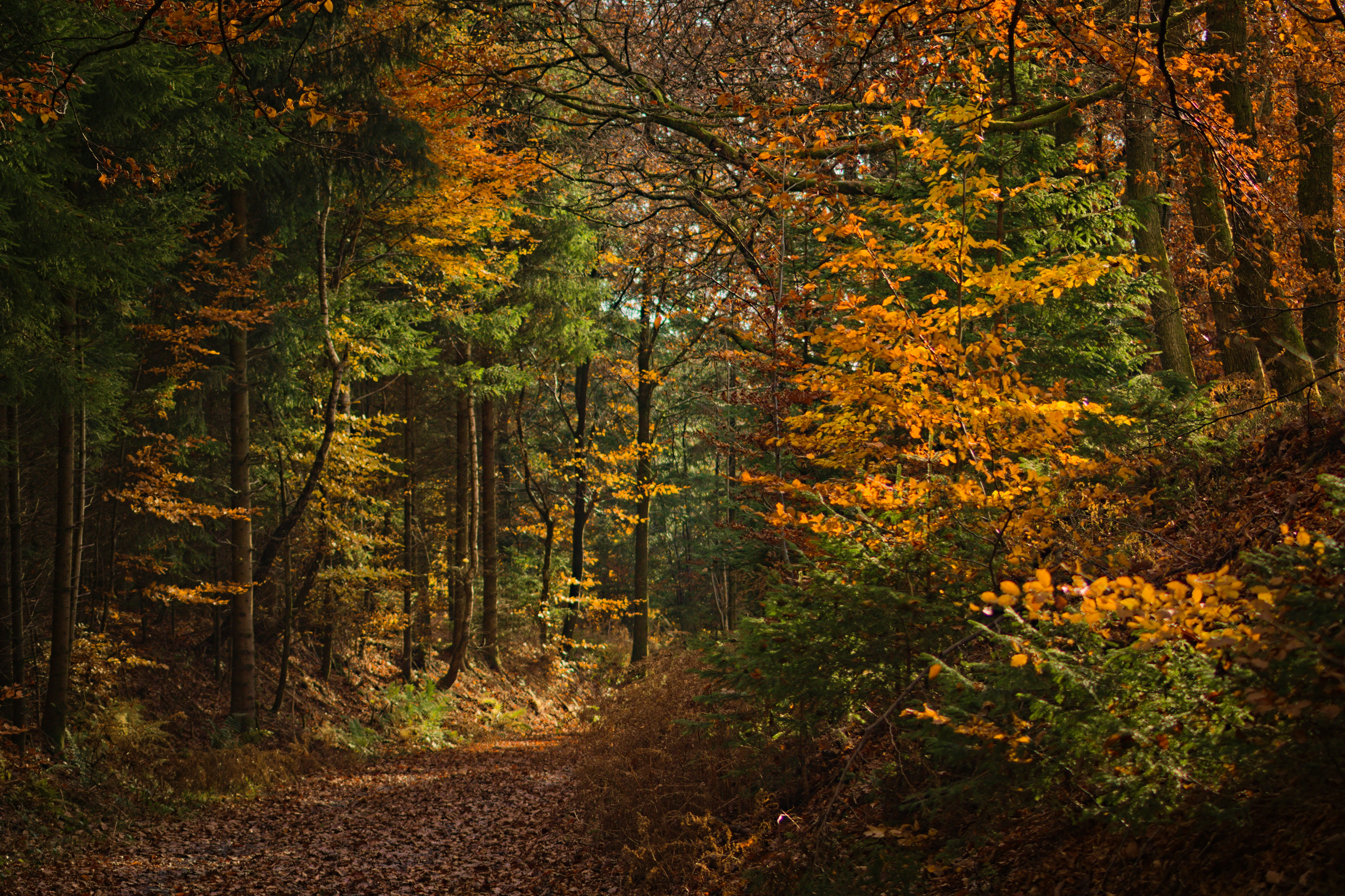 Autumn forest path with colorful leaves and tall trees. photo – Free ...