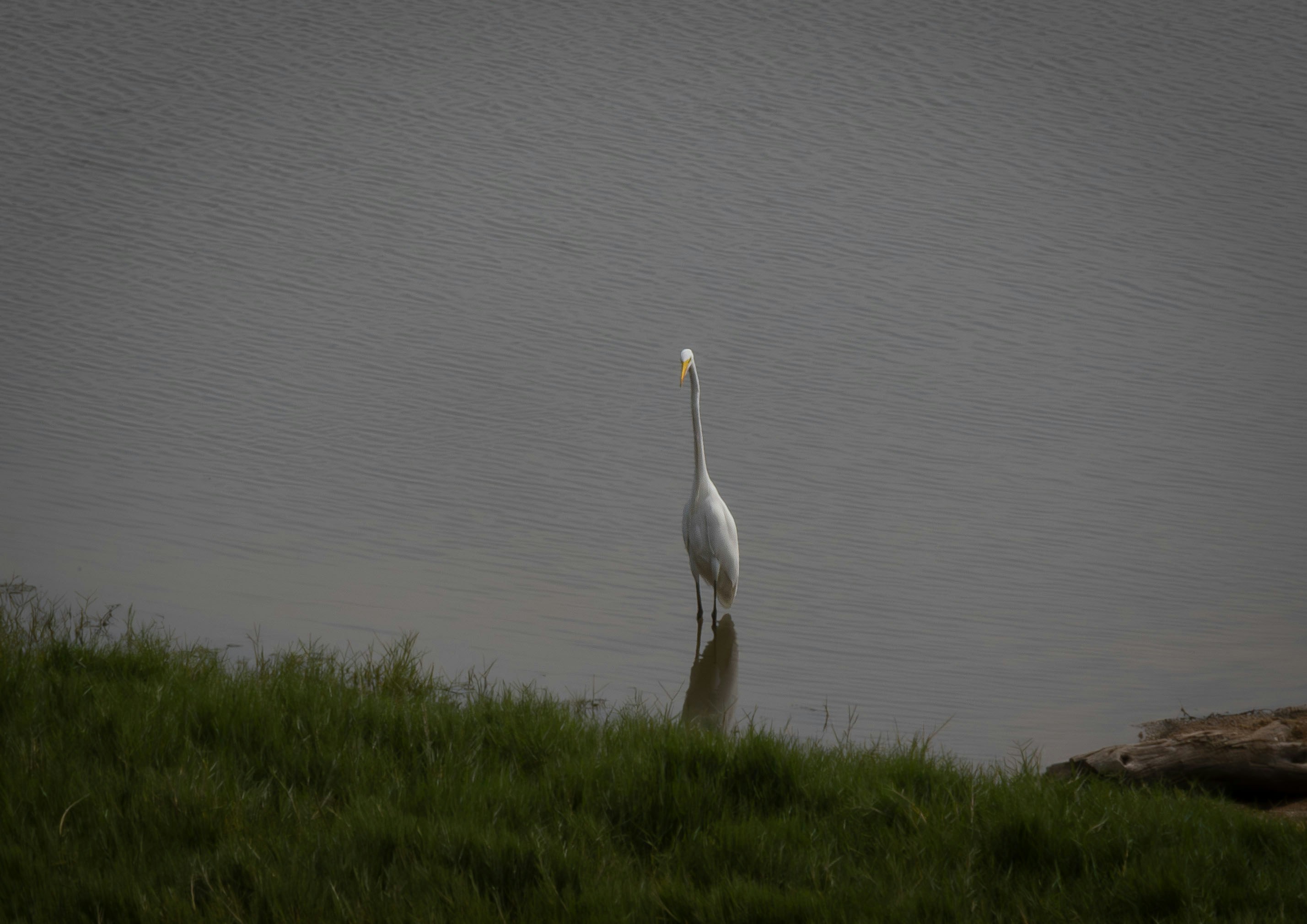 Egret at the Water's Edge, Quiet Riverside Stillness