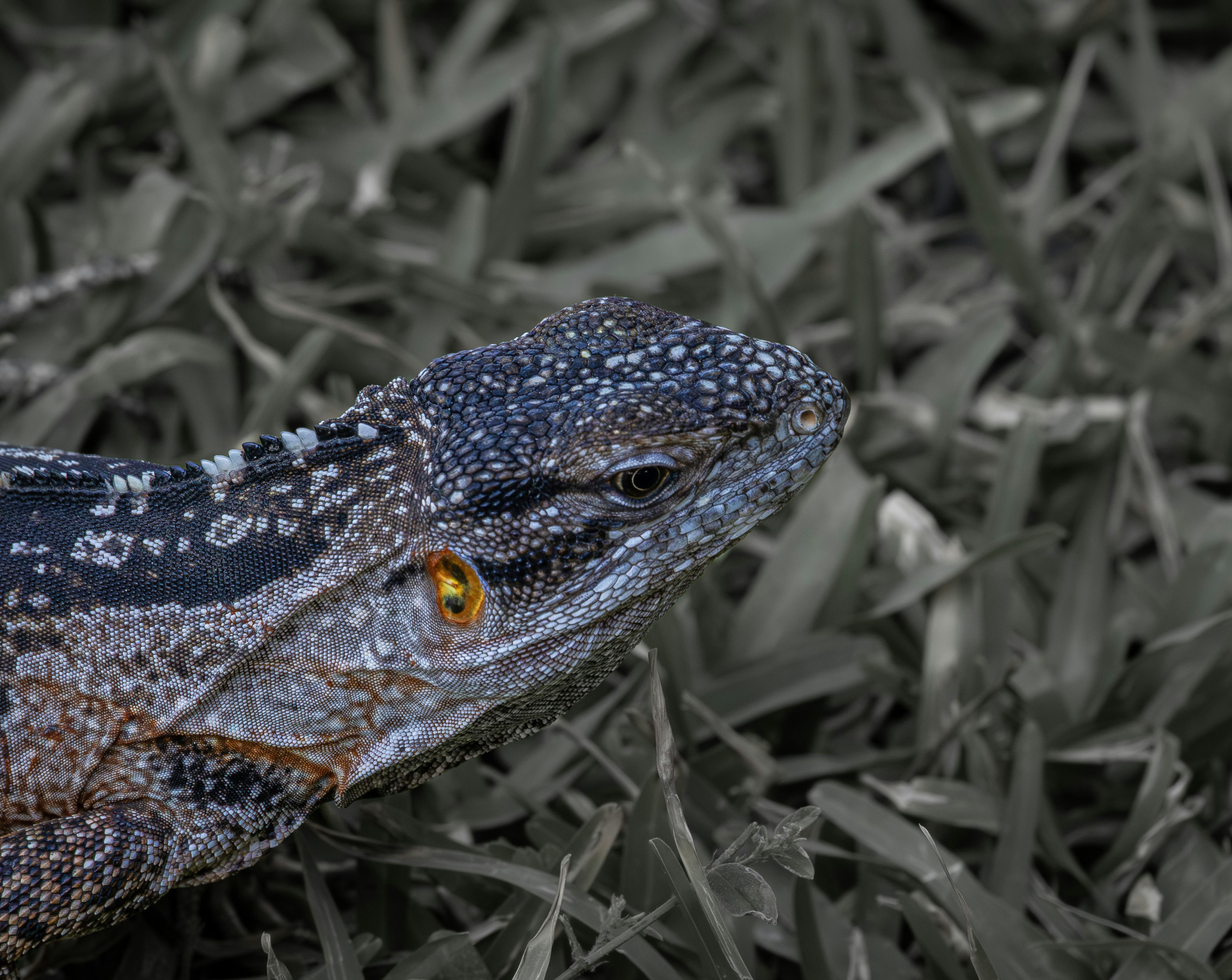 Amber Eye in Blue Armor: Close-Up of a Monitor Lizard Amid Grass