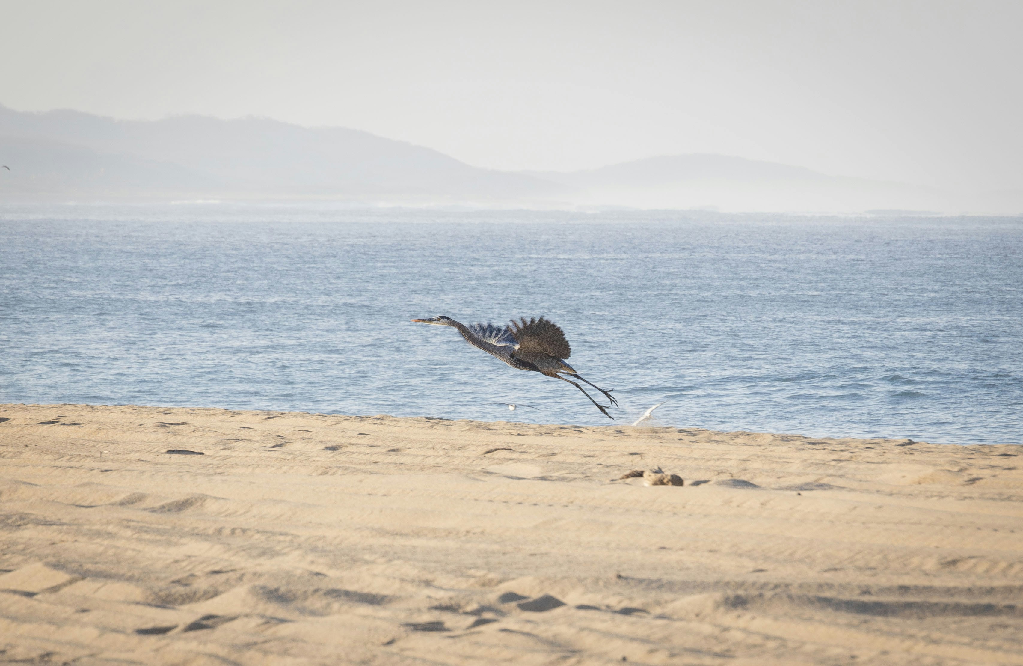 Takeoff Over the Quiet Shore: An Egret Levitates into the Sea Breeze