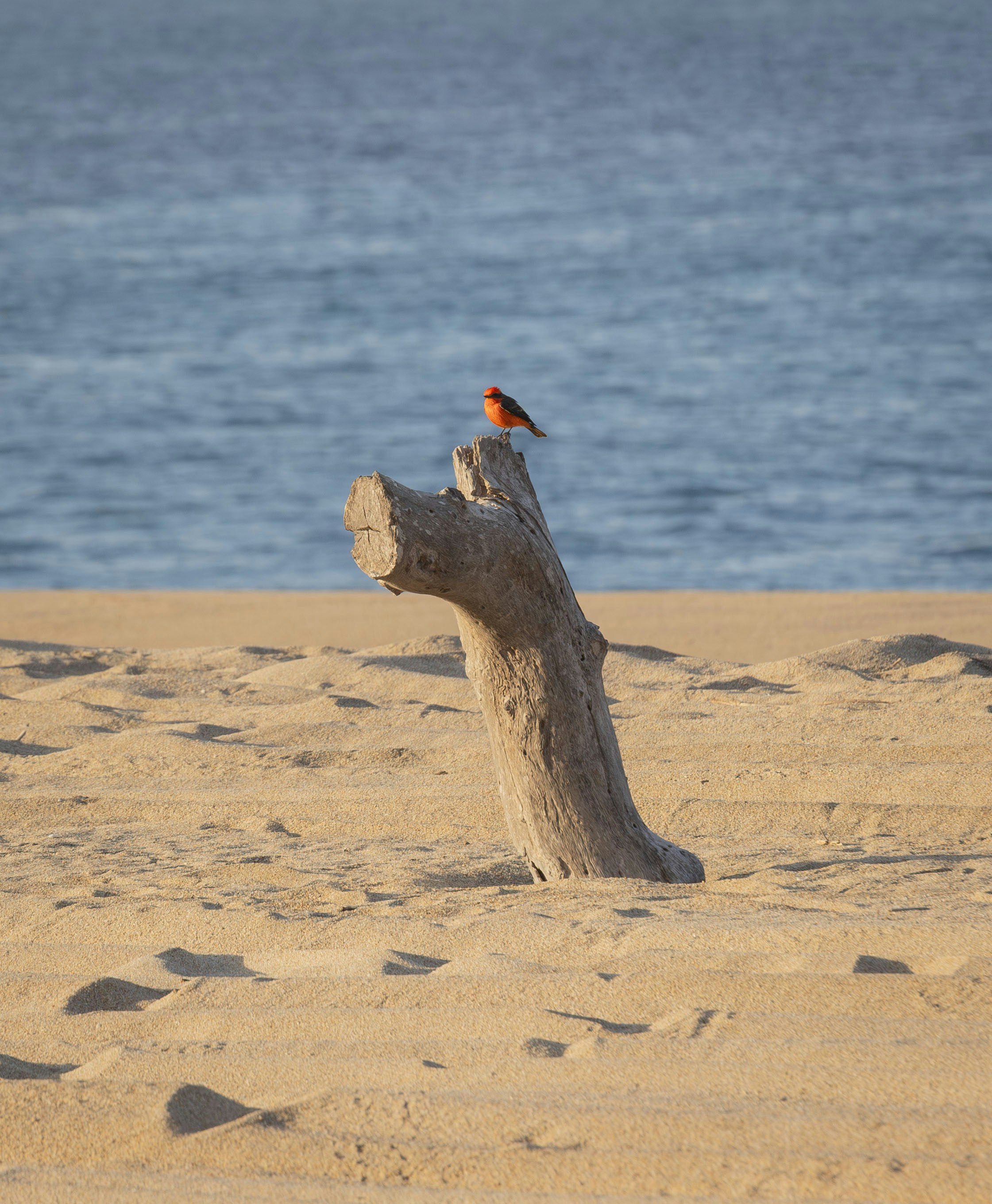 Scarlet Robin on Sun-Washed Driftwood, Quiet Beach Moment