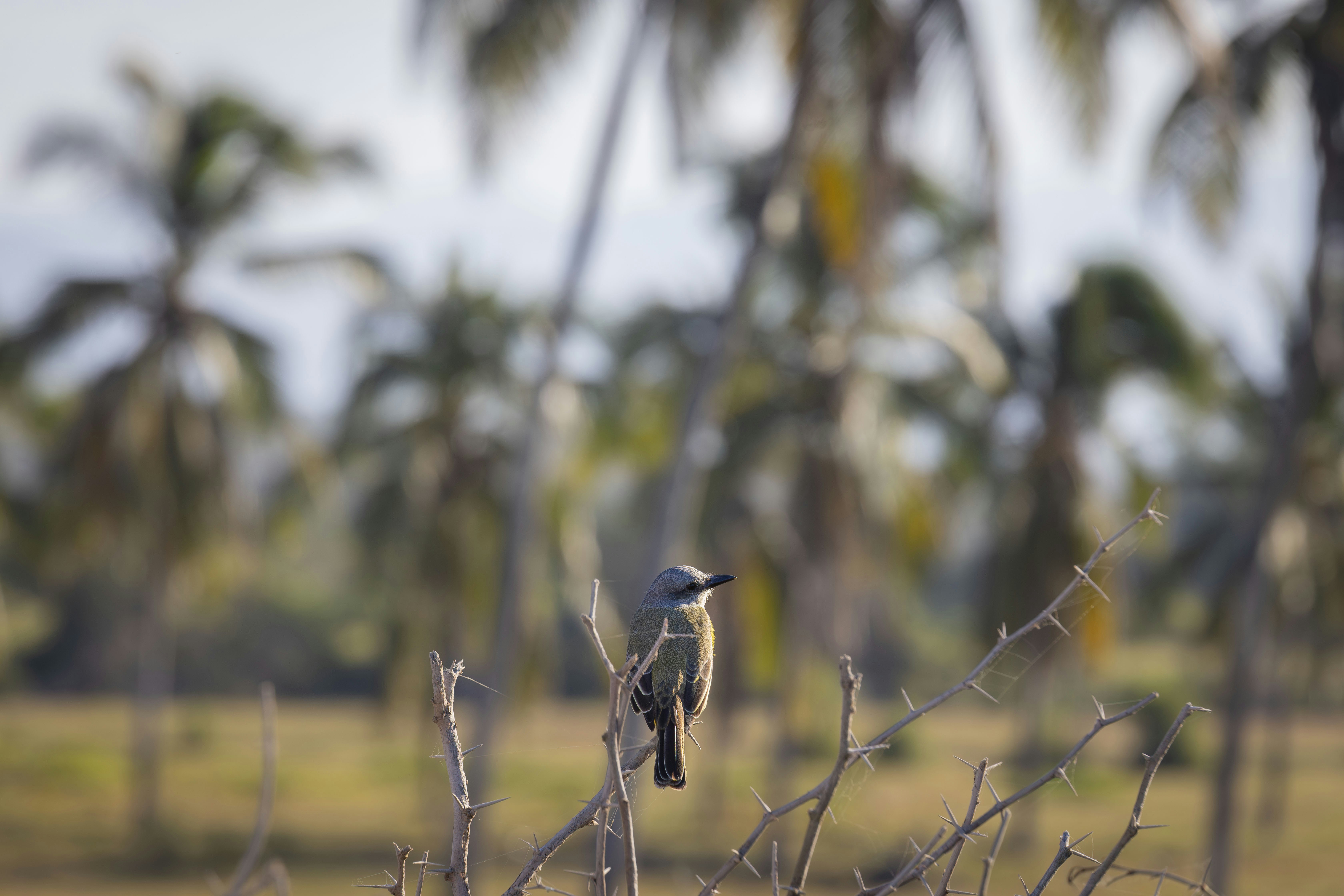 Midday Perch: A Tiny Bird Amid Palm Fronds