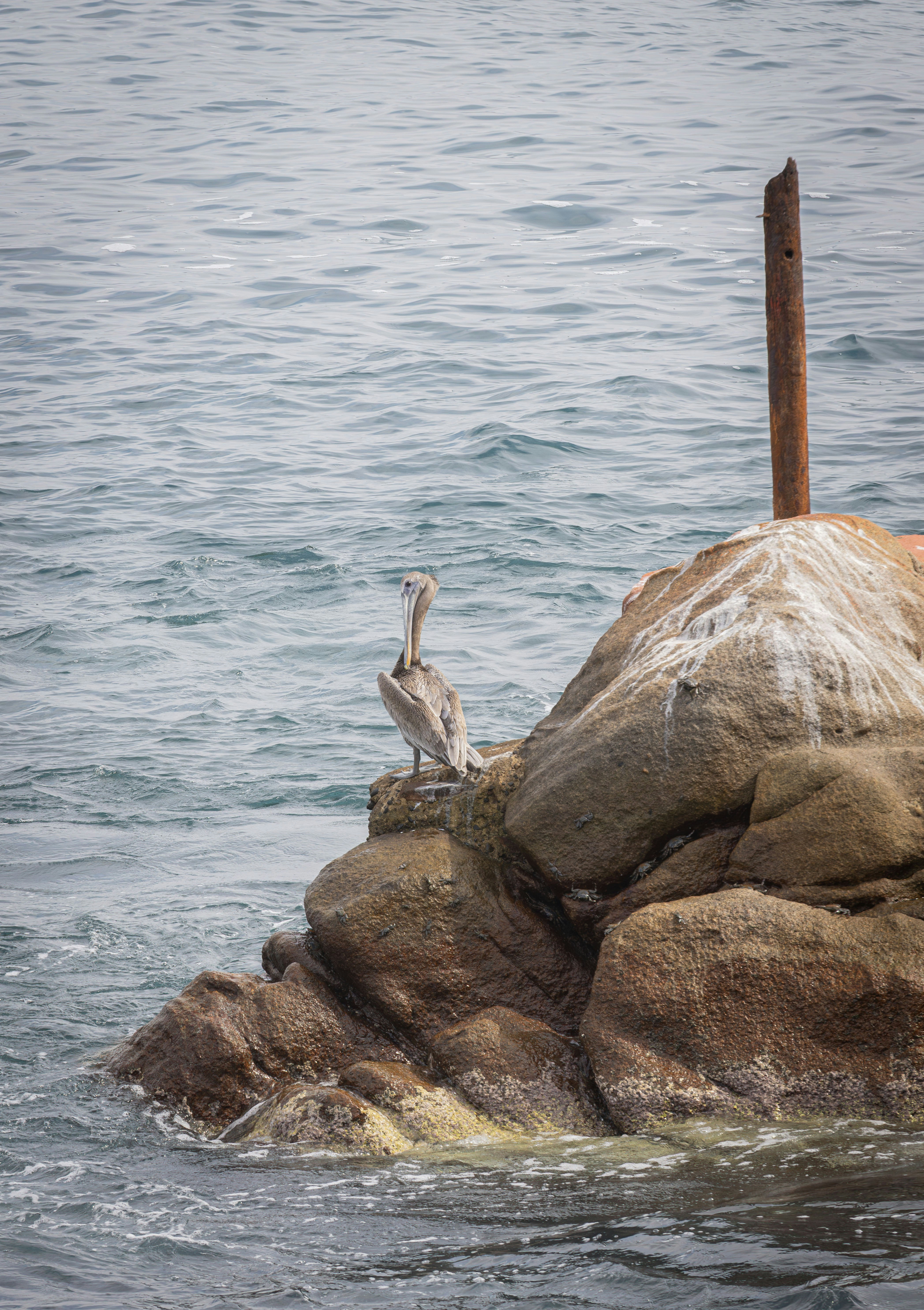 Perched Pelican at the Edge: Weathered Rock and Quiet Sea