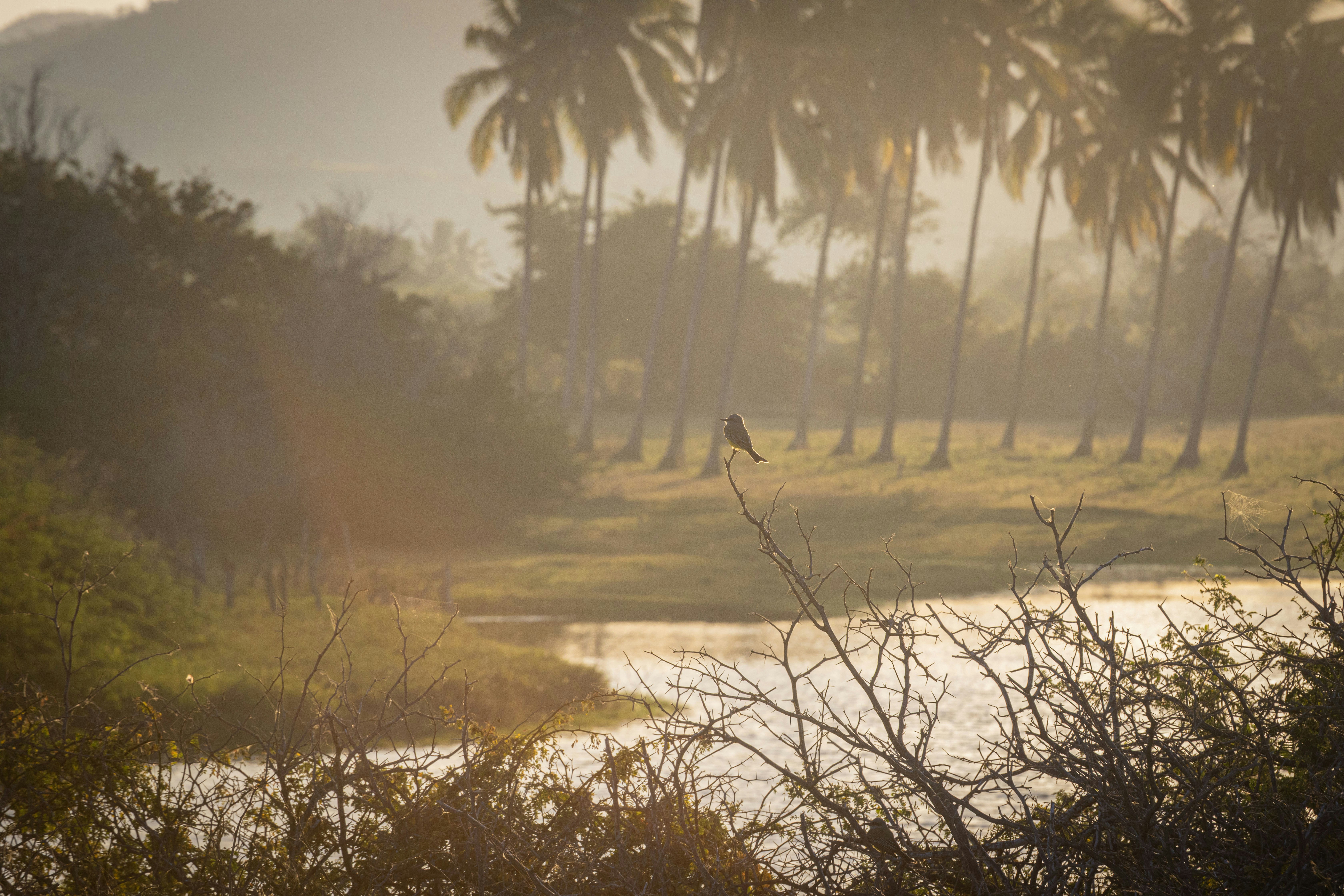 Golden Hour Sentinel: Egret Perched on a Spindly Twig Over a Quiet Riverside