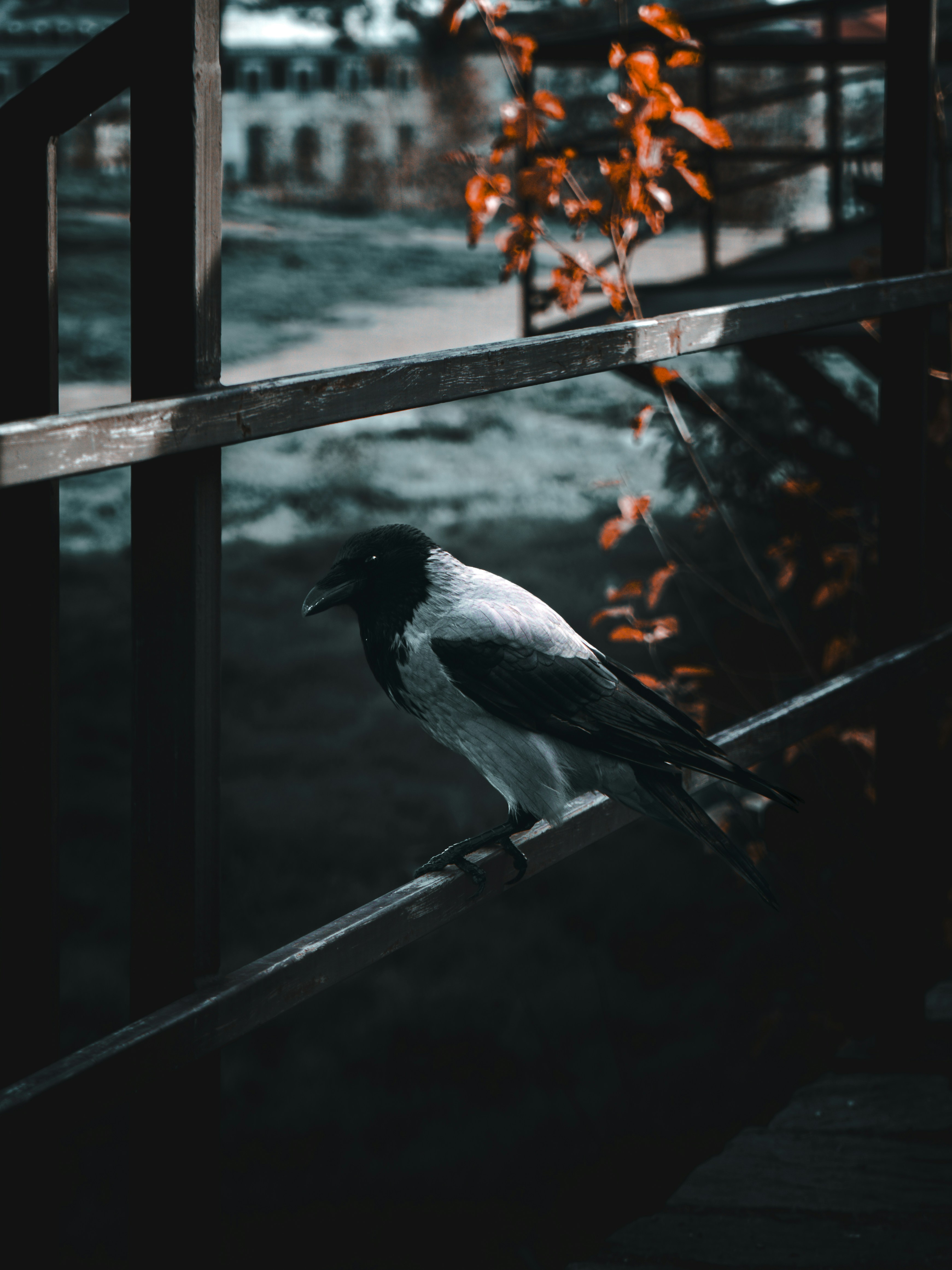 Dusky Crow Perched on a Weathered Rail Amid Autumn's Orange Glow
