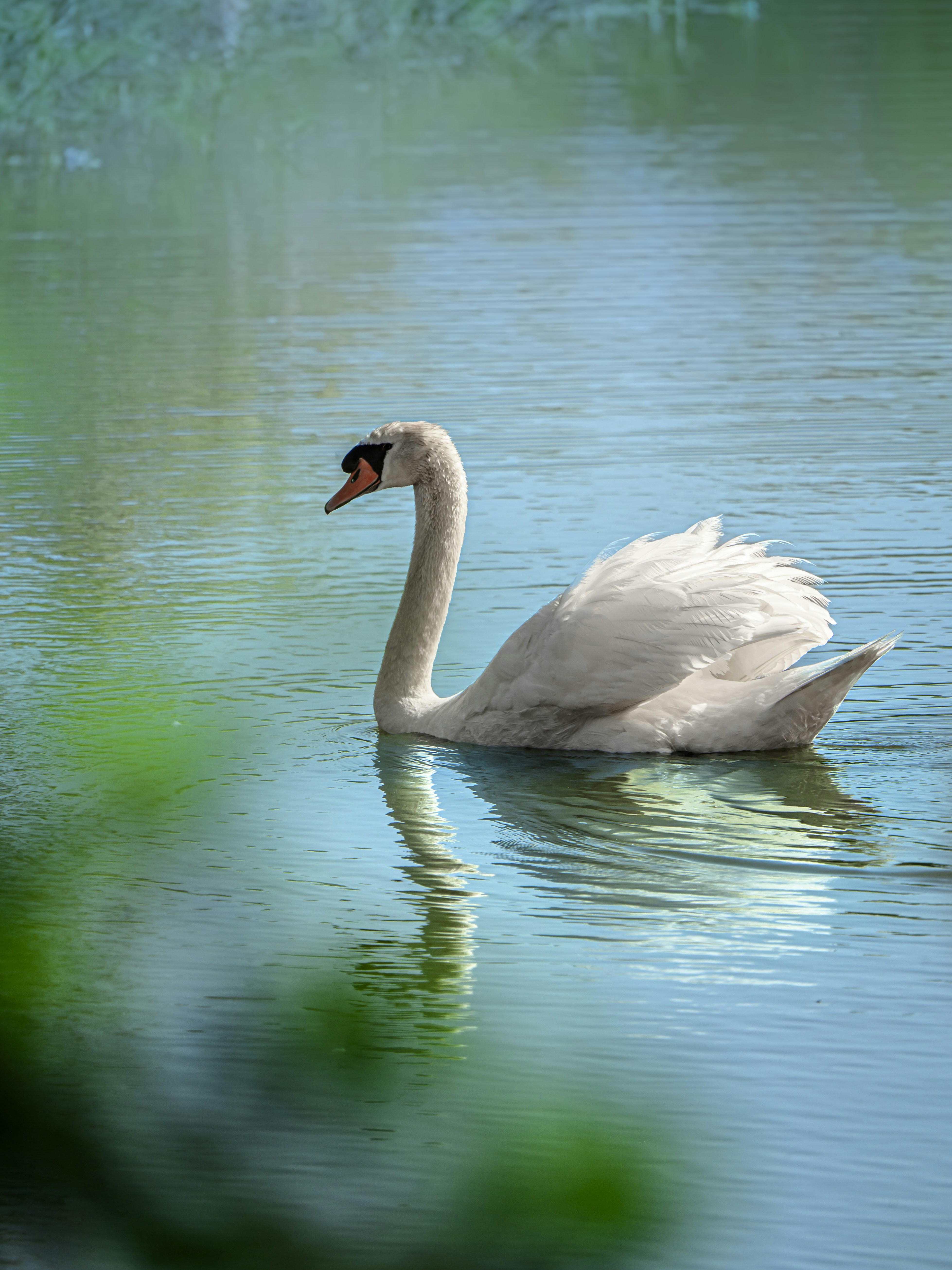 A white swan swims on a tranquil blue lake. photo – Free Animal Image ...
