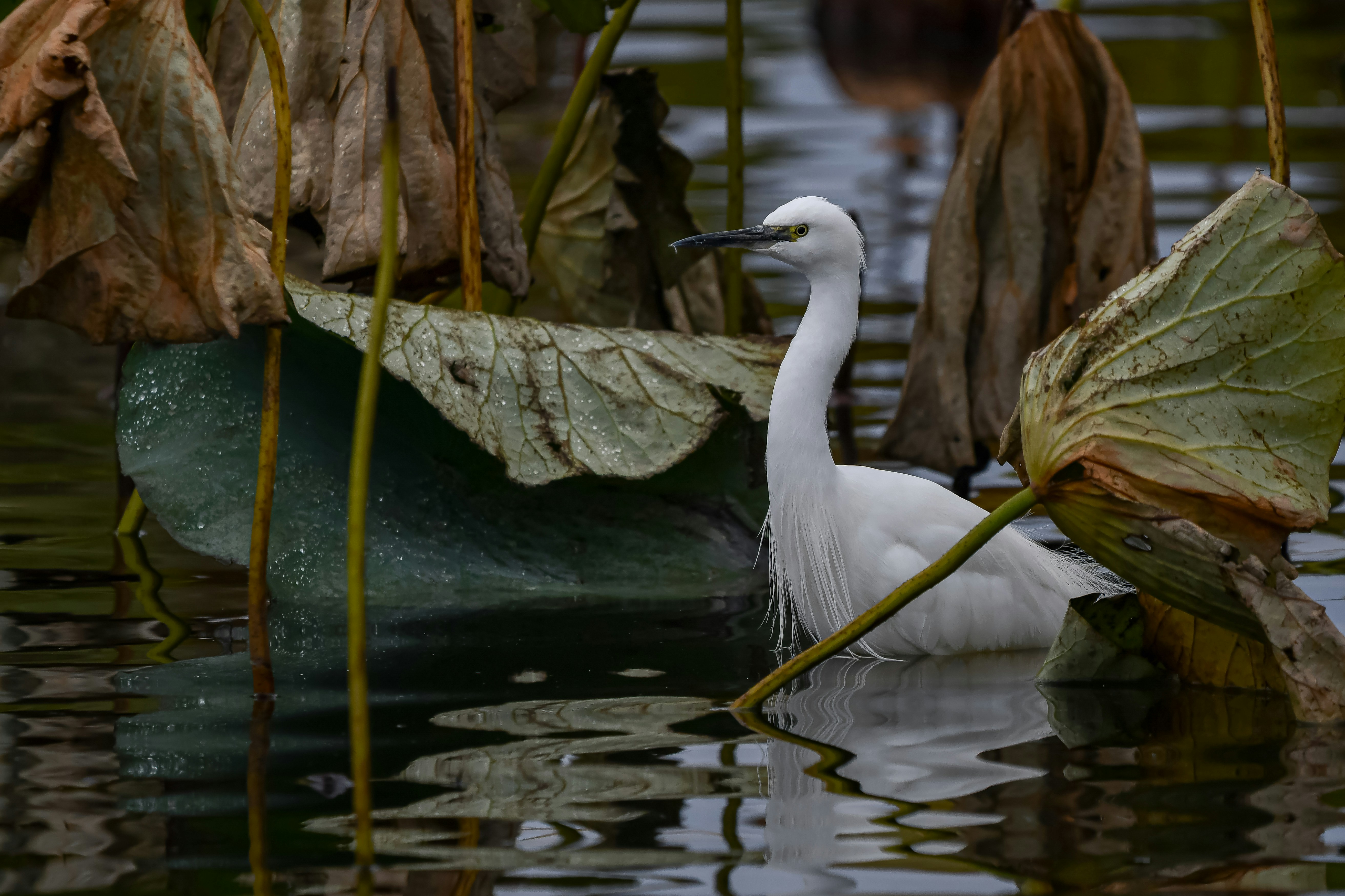 Little egret standing on a lotus leaf.