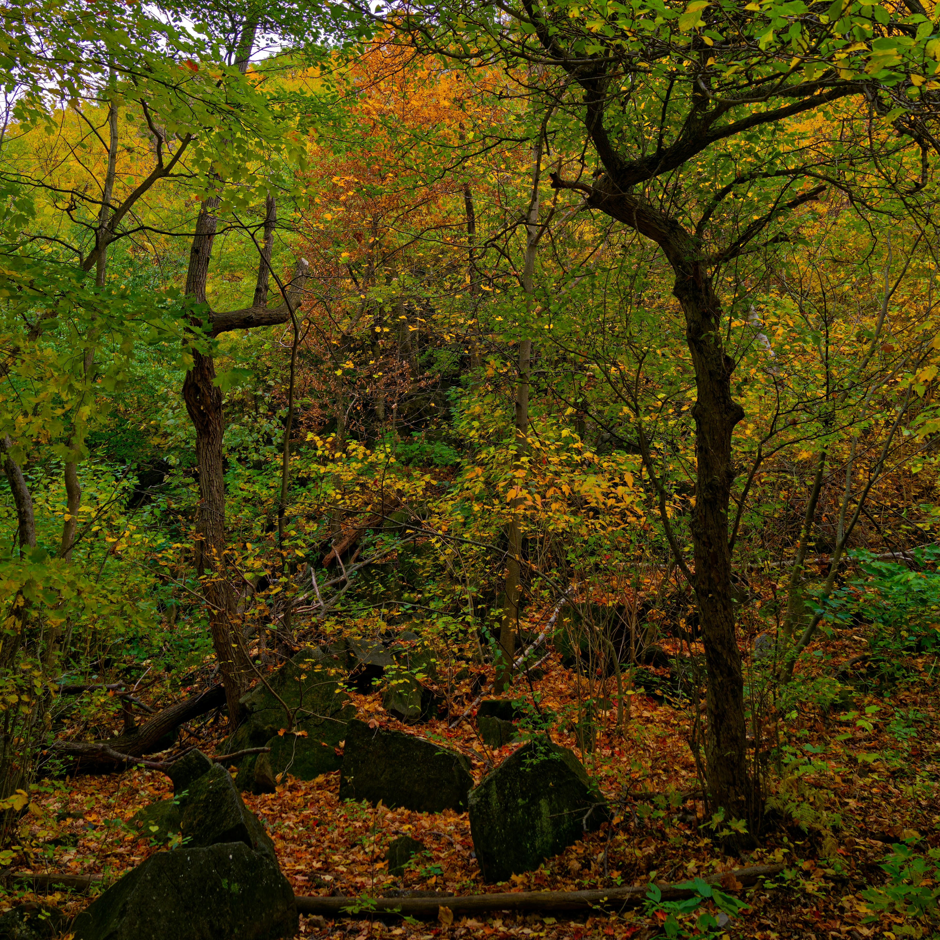 Forest scene with autumn foliage, mossy rocks, and a carpet of fallen leaves. The image highlights seasonal color and woodland texture.