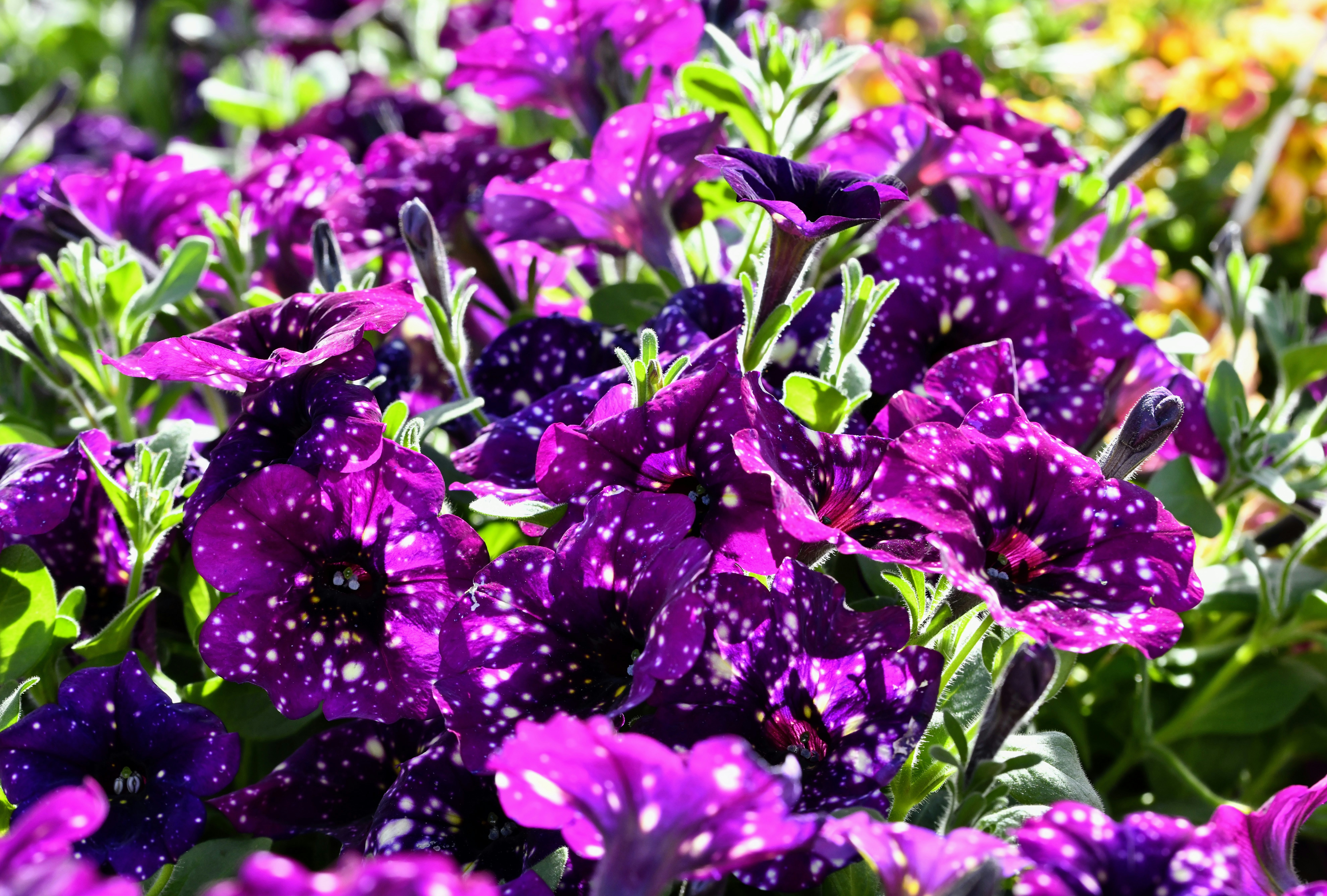 I was taking pictures in my garden and captured these fresh purple petunias.