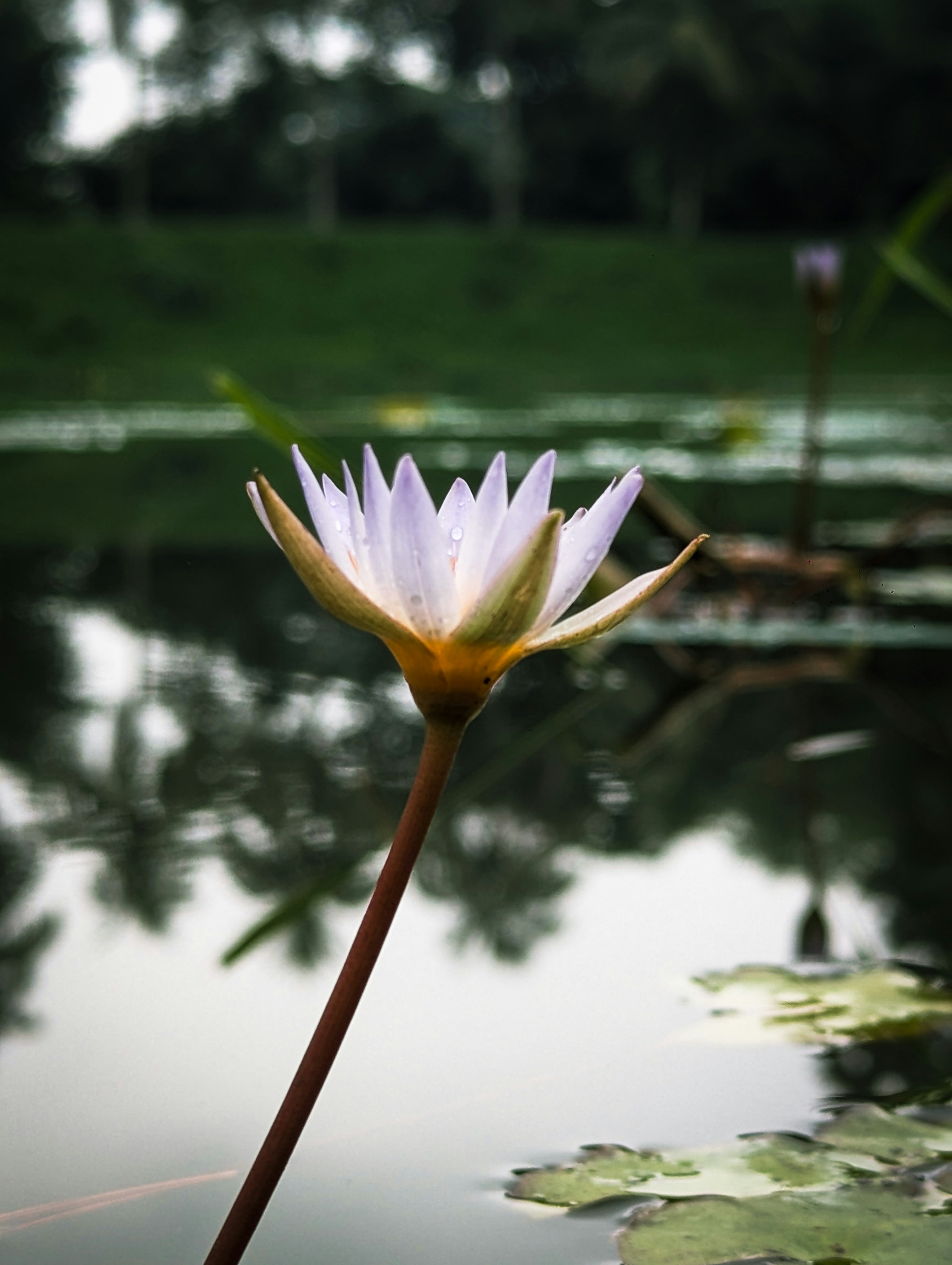 A Lotus Bloom Reaching Over a Mirror-Like Pond