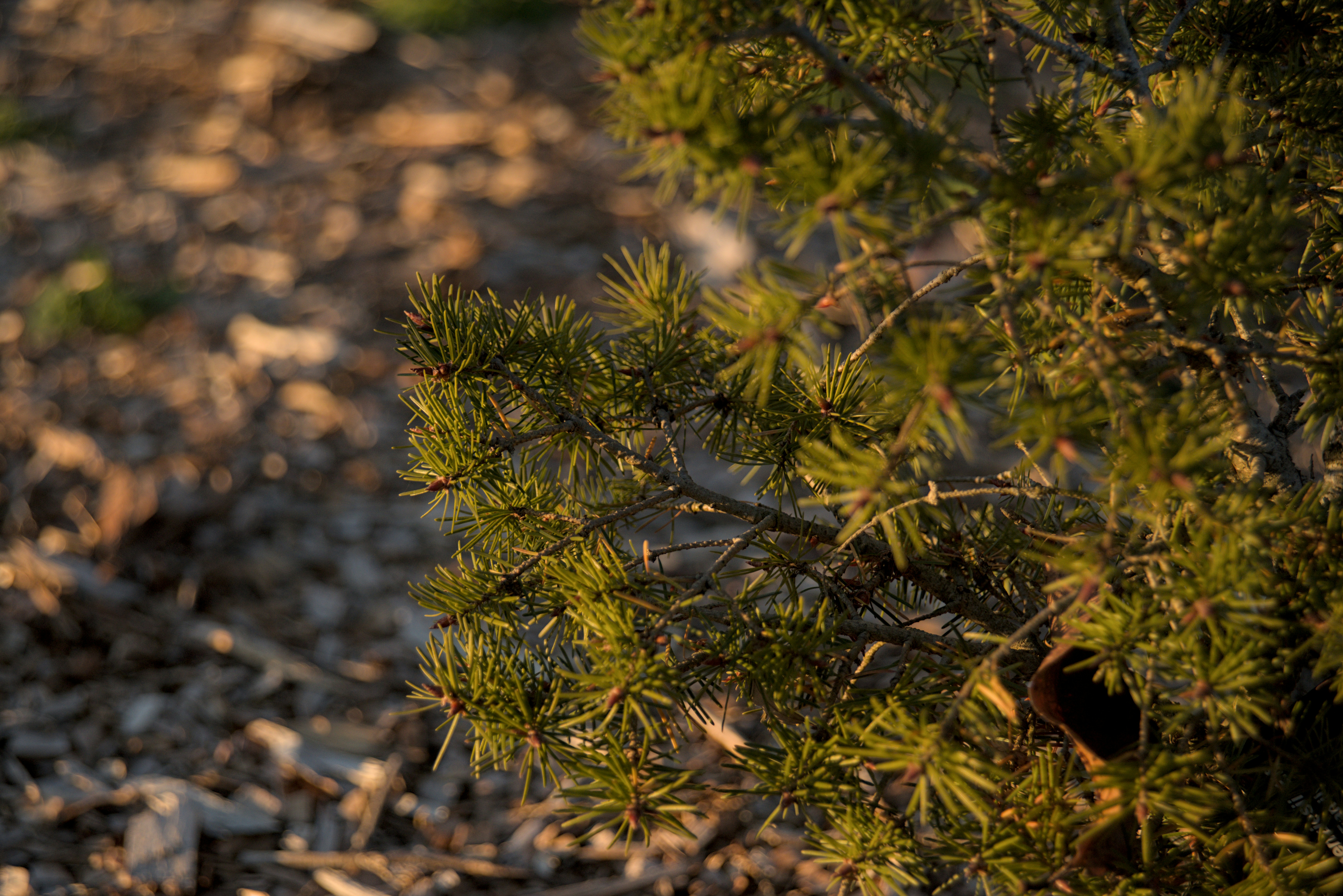 Sunlit Pine Needles: Textures in Quiet Branch Light